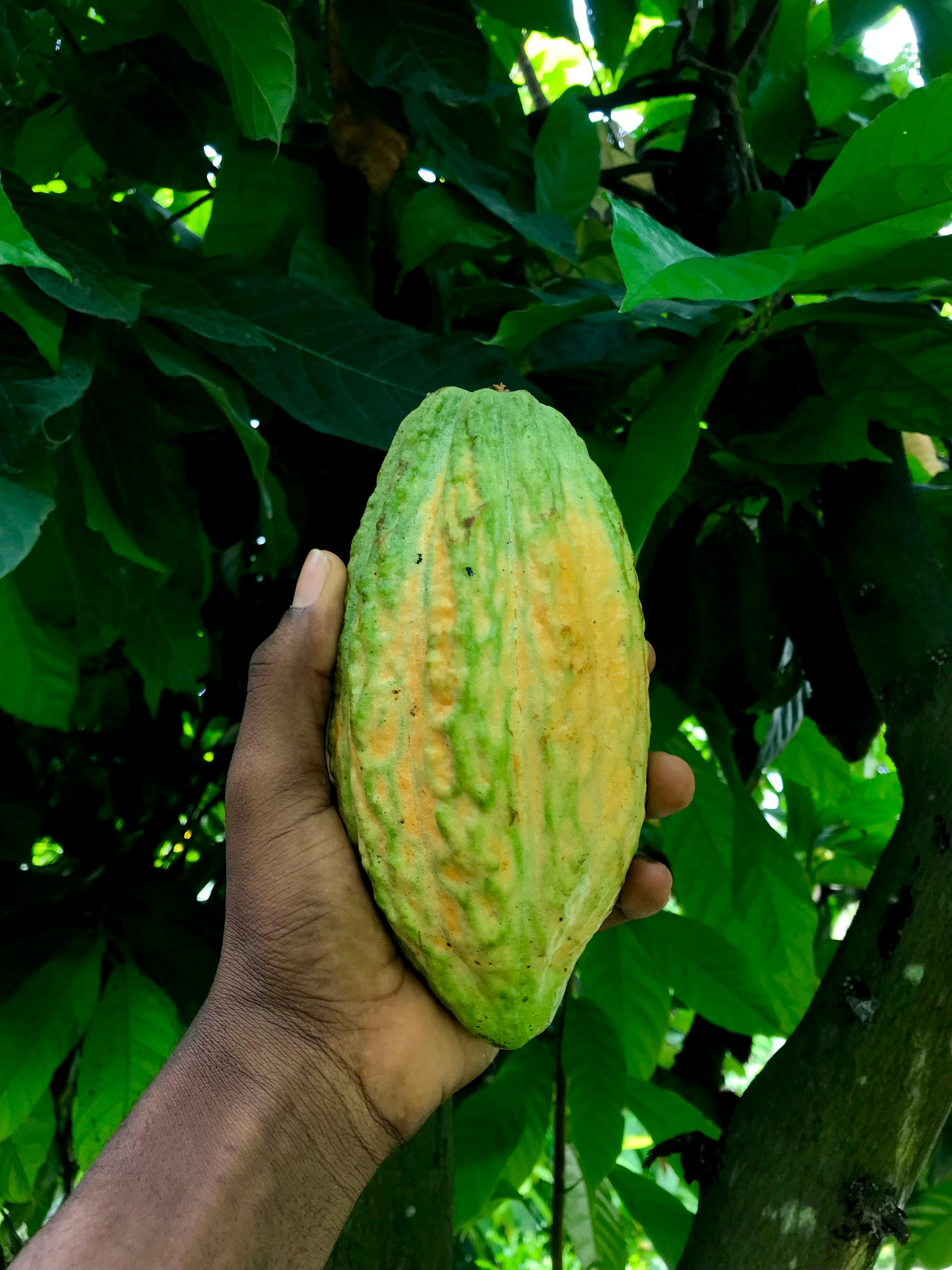 Primer Plano De Una Mazorca De Cacao En La Mano Sobre Un árbol · Foto ...