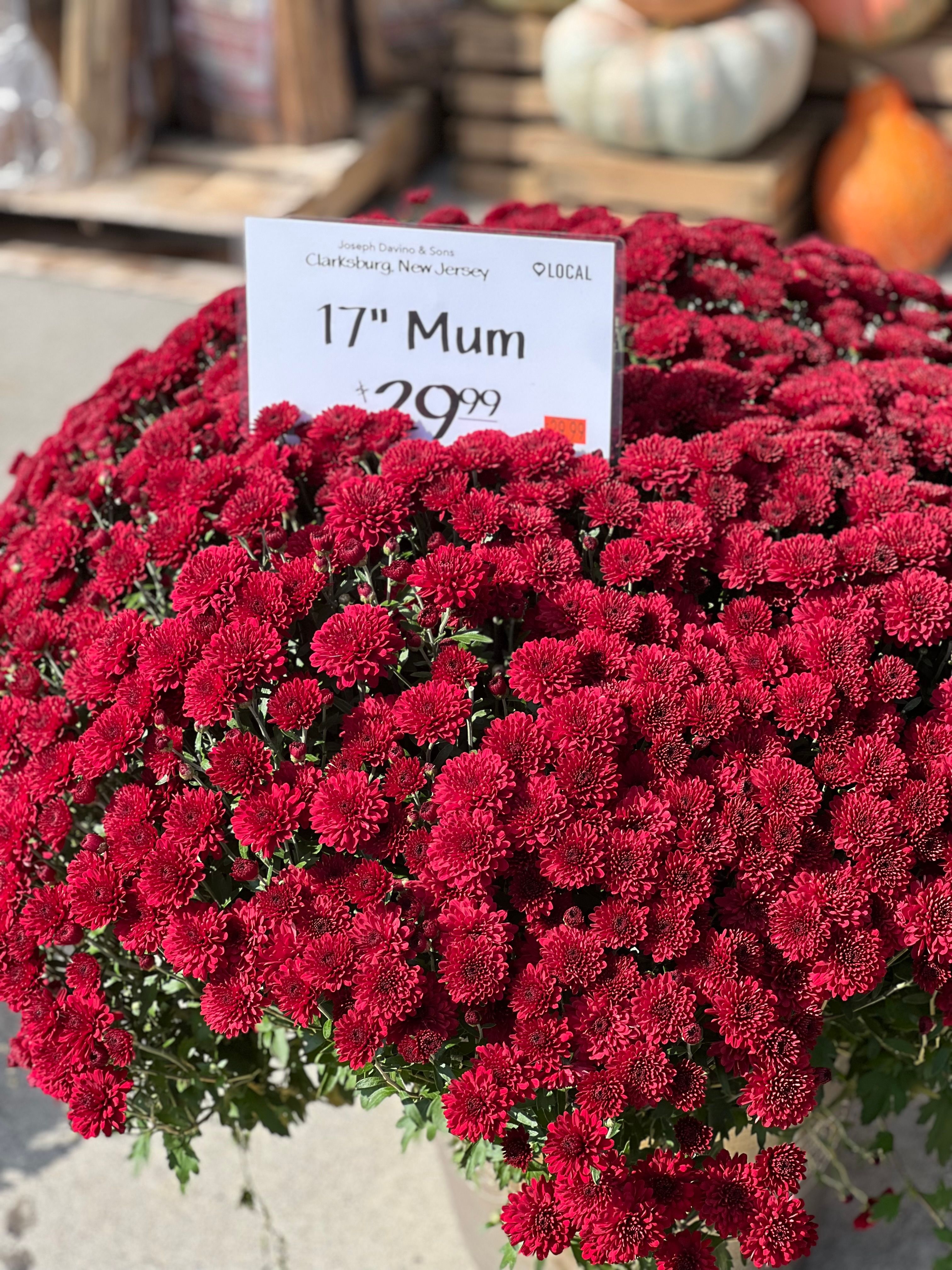 Vibrant Red Chrysanthemum Flower Display · Free Stock Photo