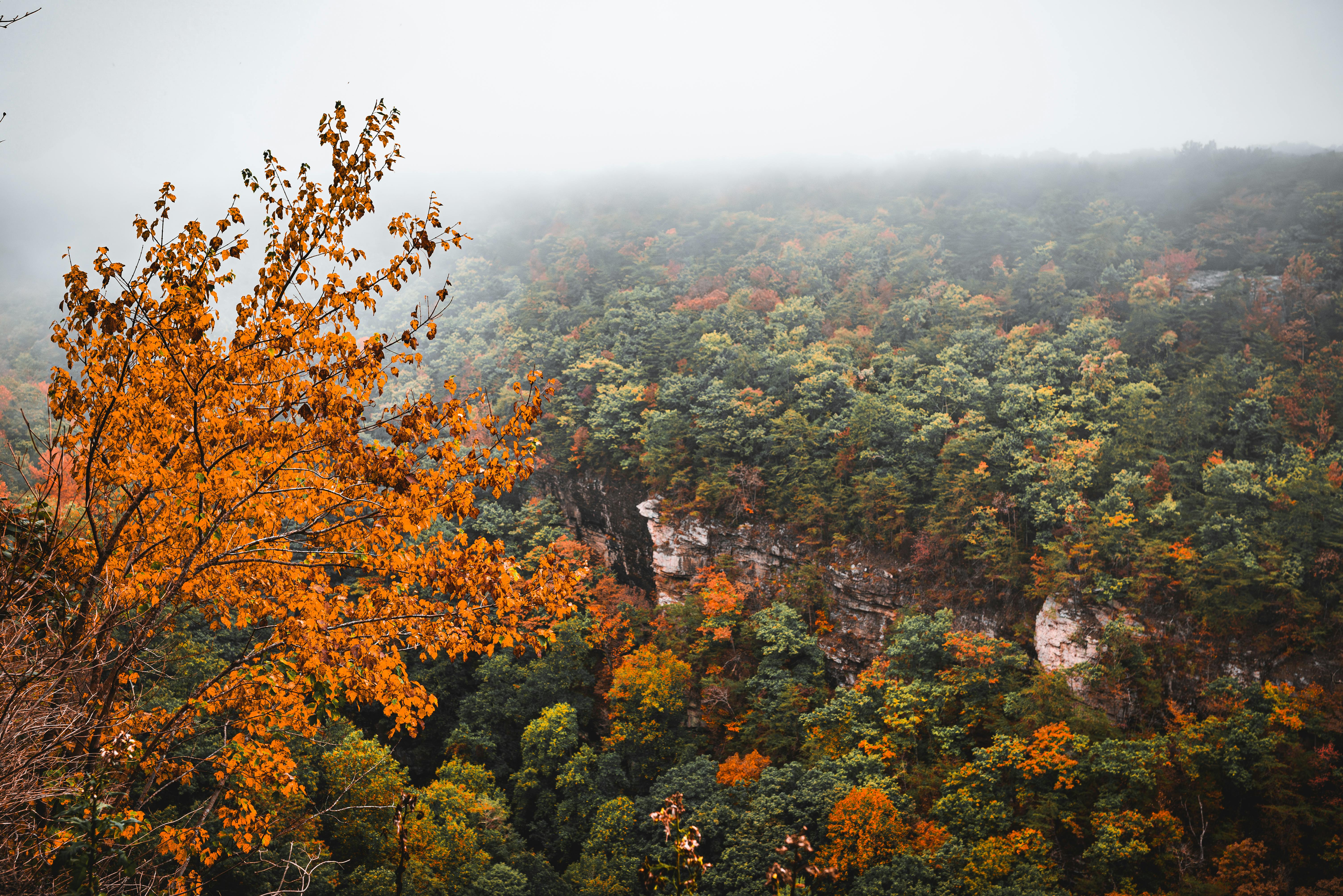 Vibrant Autumn Forest Landscape with Mist · Free Stock Photo