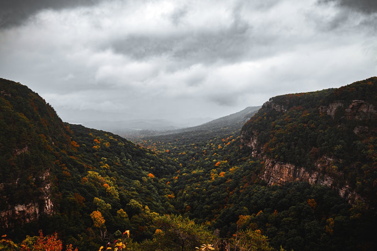 4k Cloudy Forest Photos, Download The BEST Free 4k Cloudy Forest Stock ...