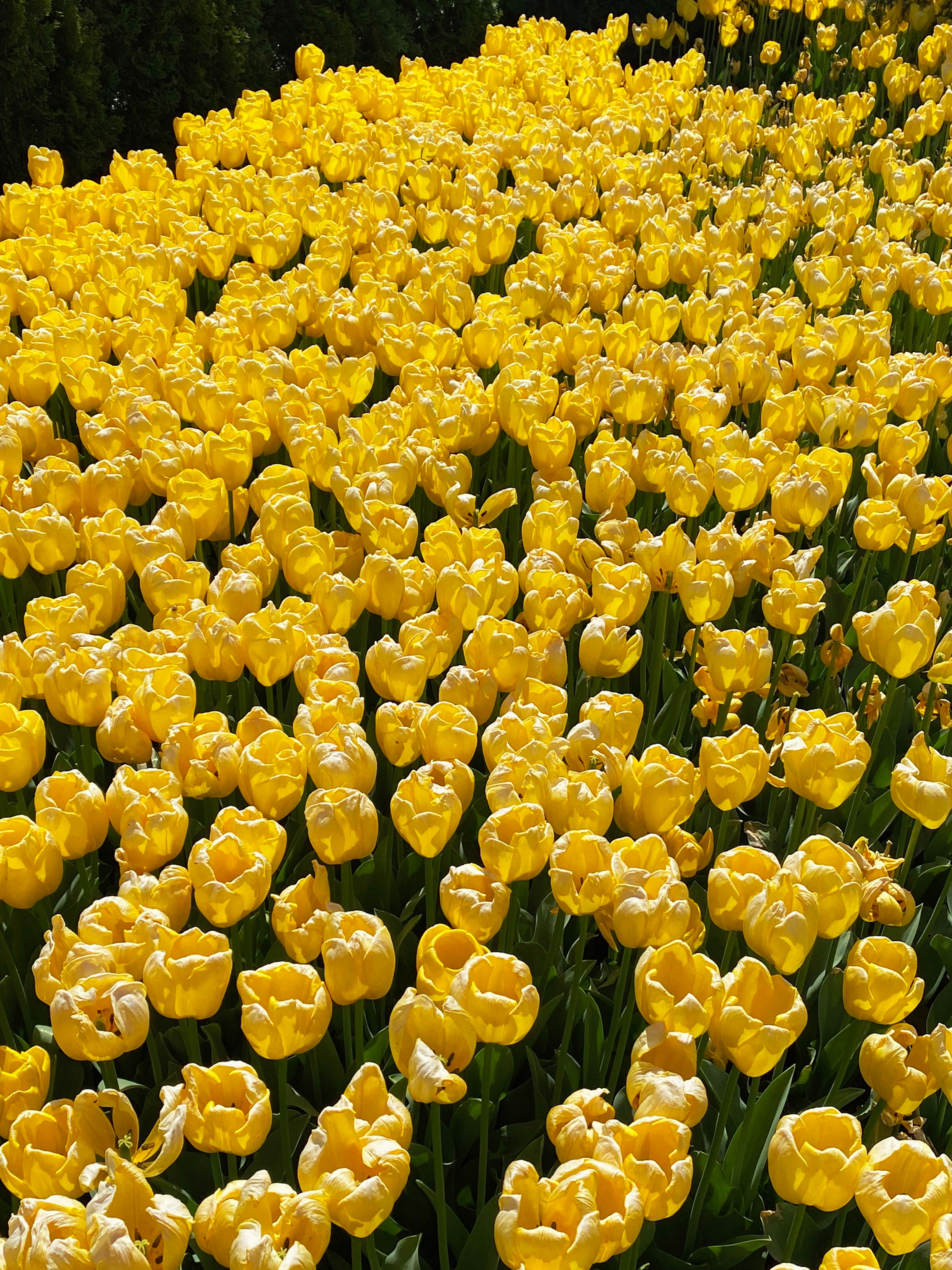 Vibrant Yellow Tulip Field in Spring Bloom · Free Stock Photo