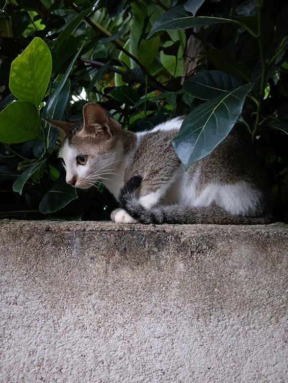 Adorable Chaton Se Reposant Sur Un Mur De Ciment Avec Des Plantes ... Adorable Chaton Se Reposant Sur Un Mur De Ciment Avec Des Plantes ...