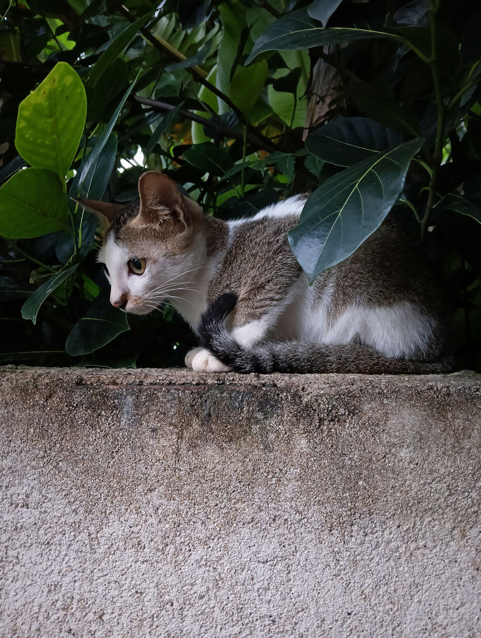 60.000+ Foto Wallpaper Kucing Hd Terbaik · Unduh Gratis 100% · Foto ...