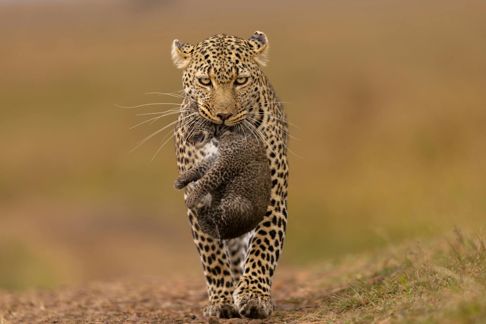 Cub Photos, Download The BEST Free Cub Stock Photos & HD Images