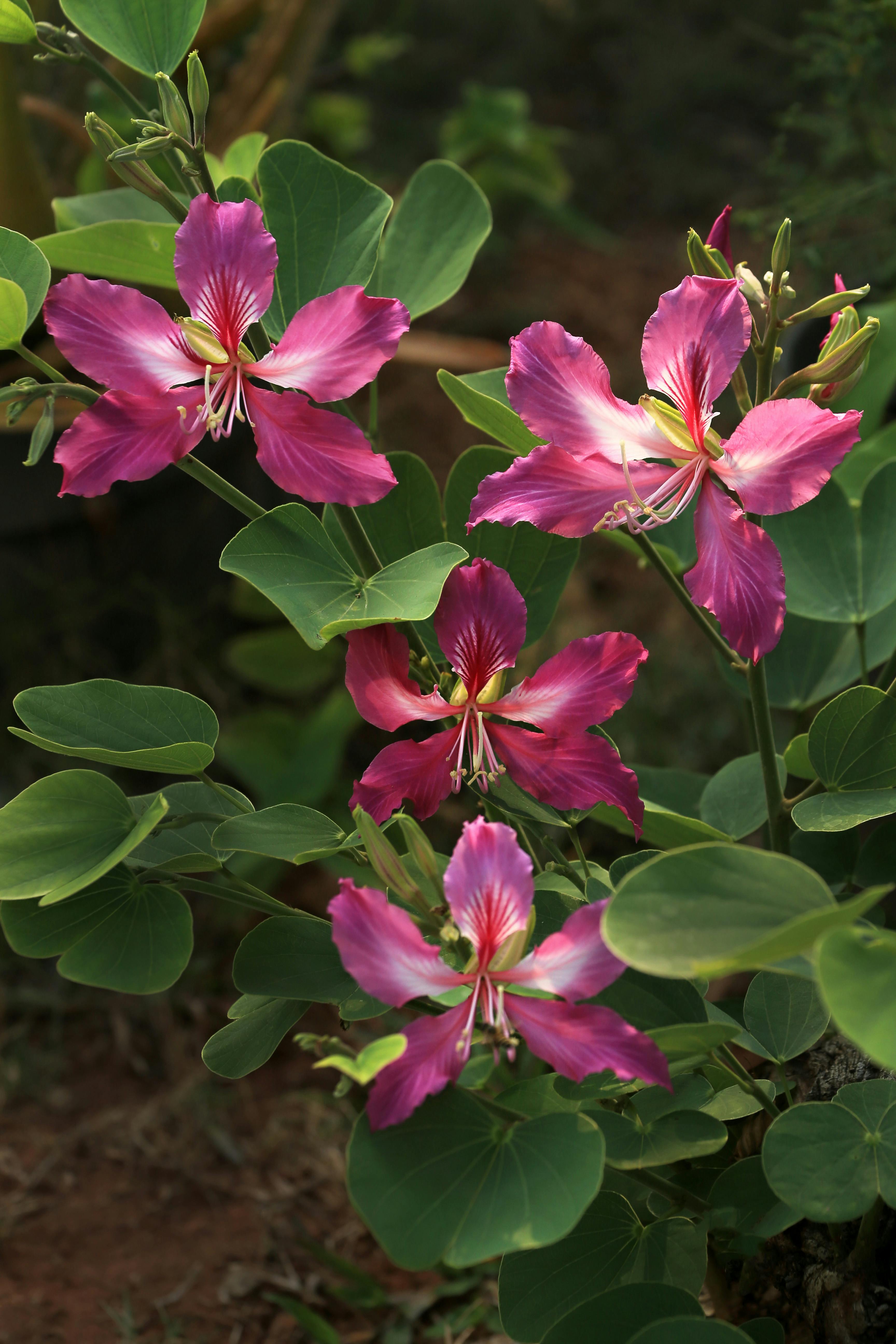 Blooming Hong Kong Orchid Tree in Garden Setting · Free Stock Photo