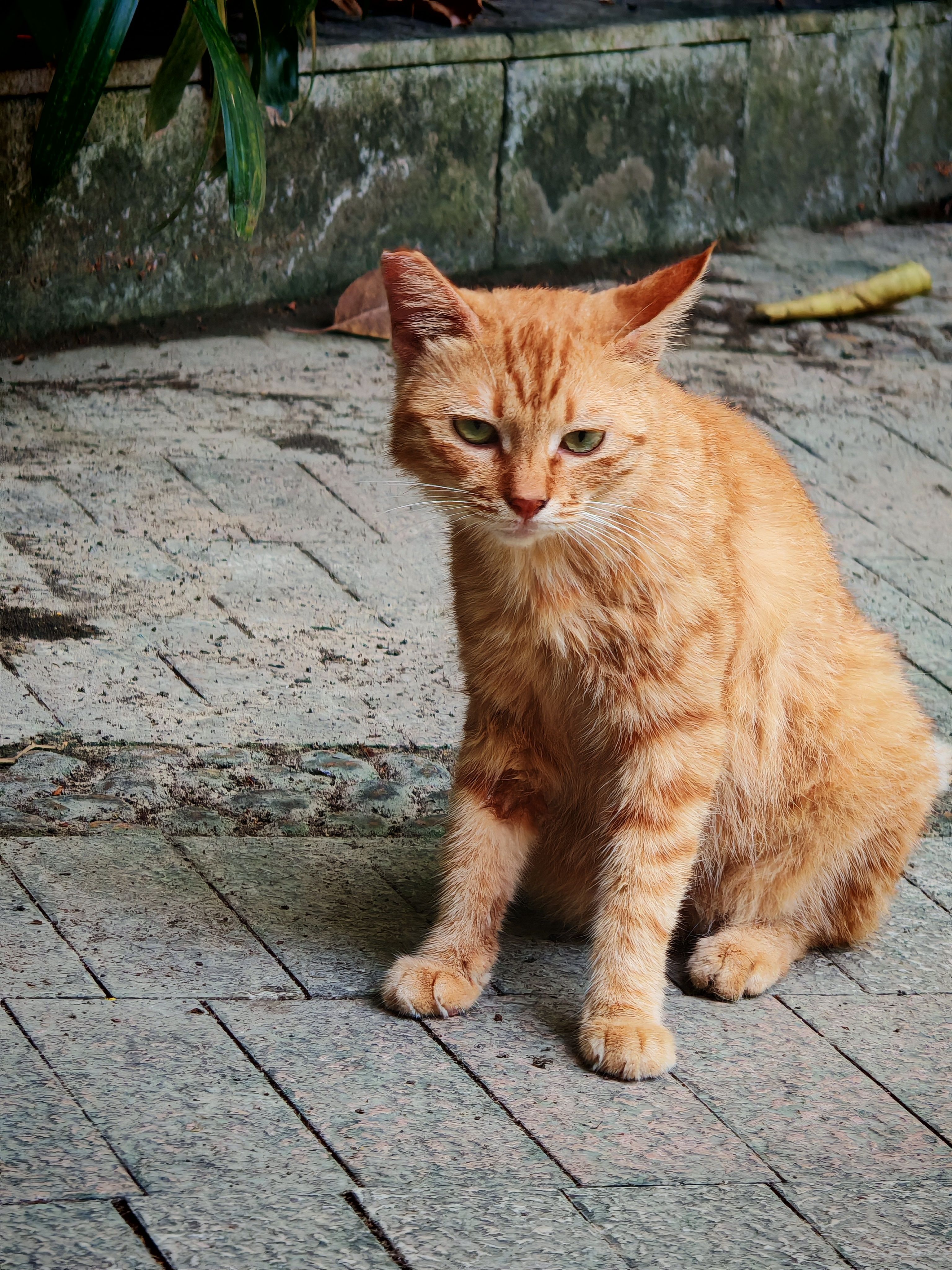 A NGEL - Photography