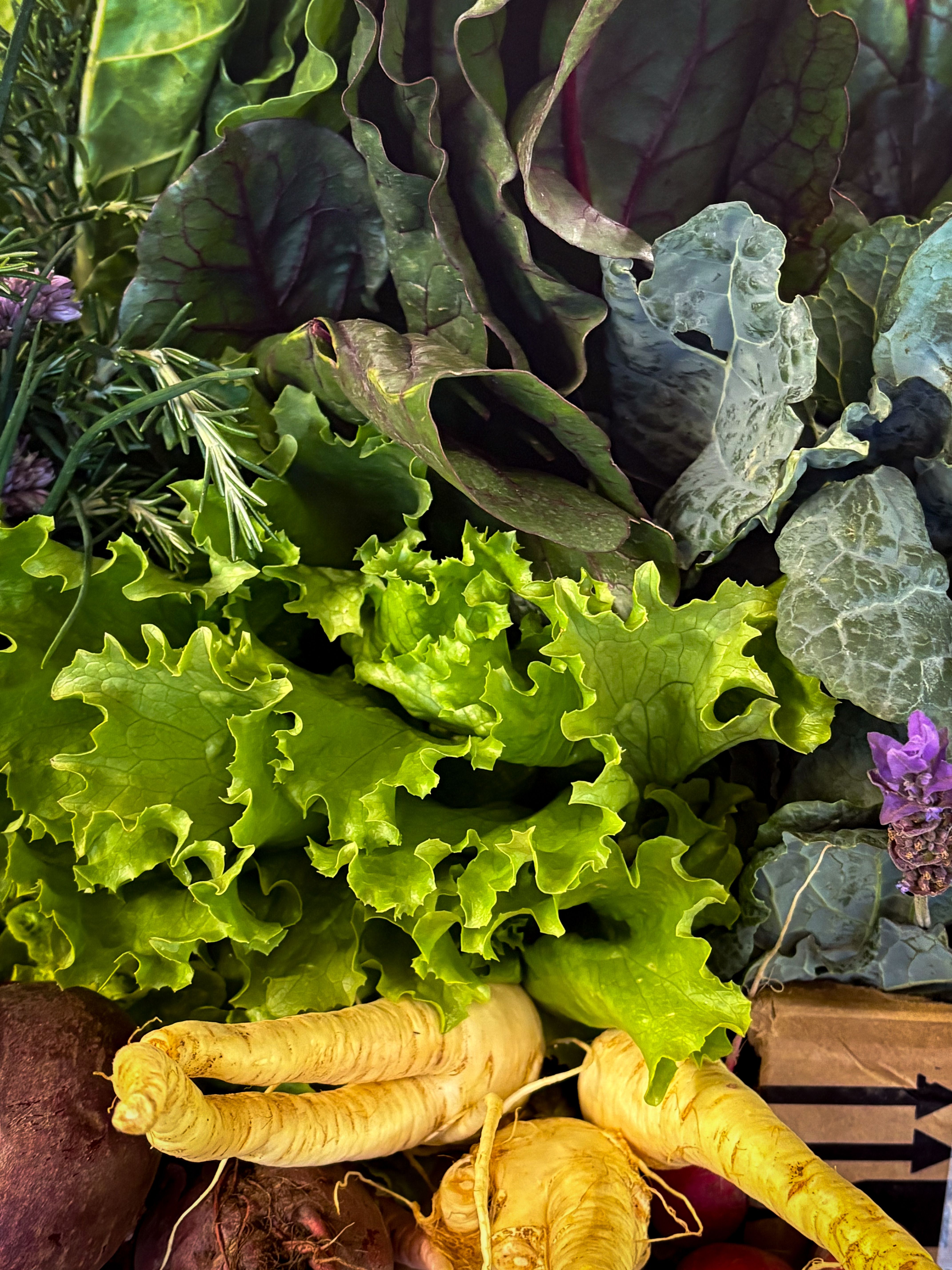 Fresh Organic Vegetables with Vibrant Greens · Free Stock Photo
