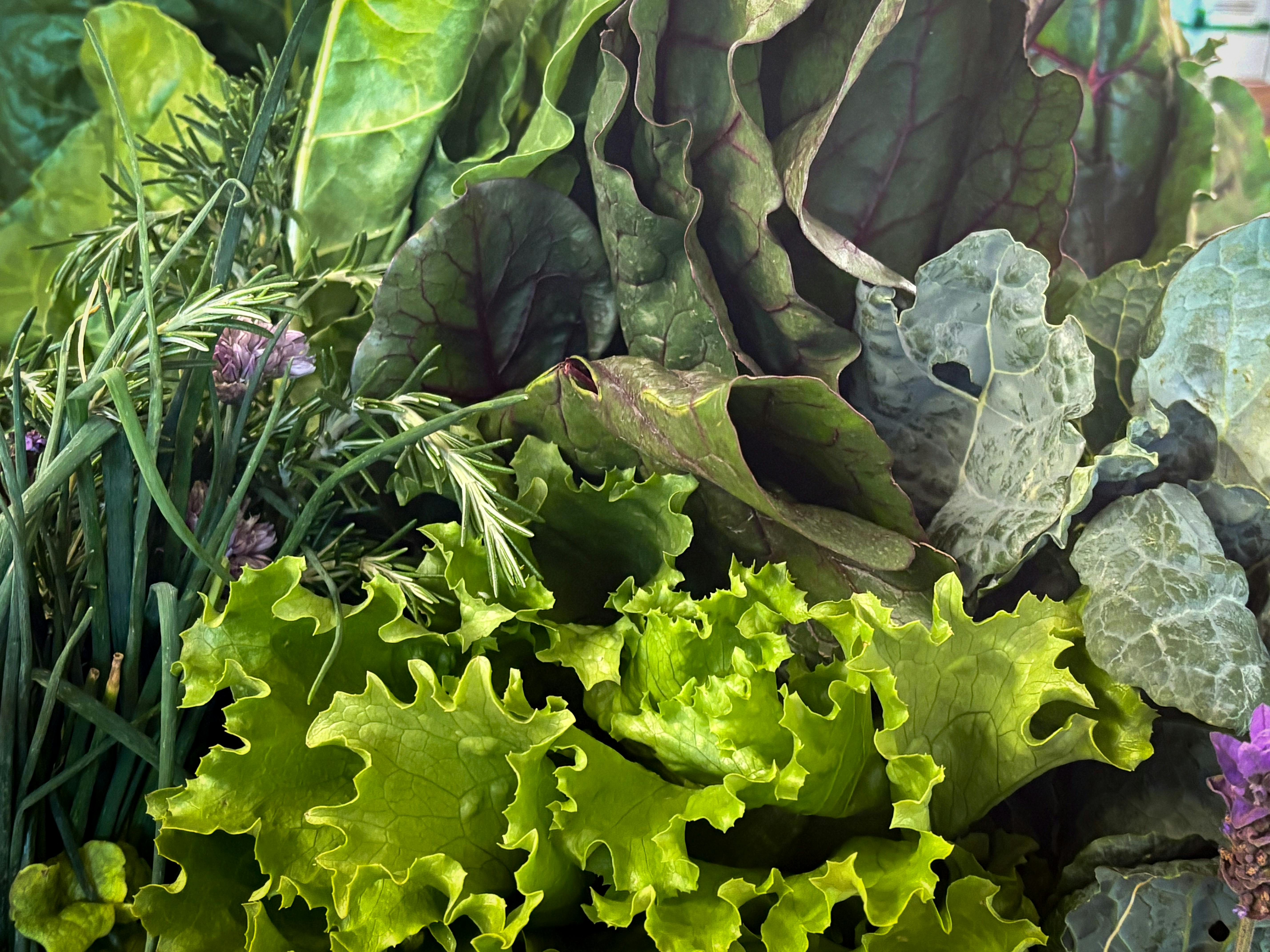 Fresh Assorted Greens with Herbs · Free Stock Photo