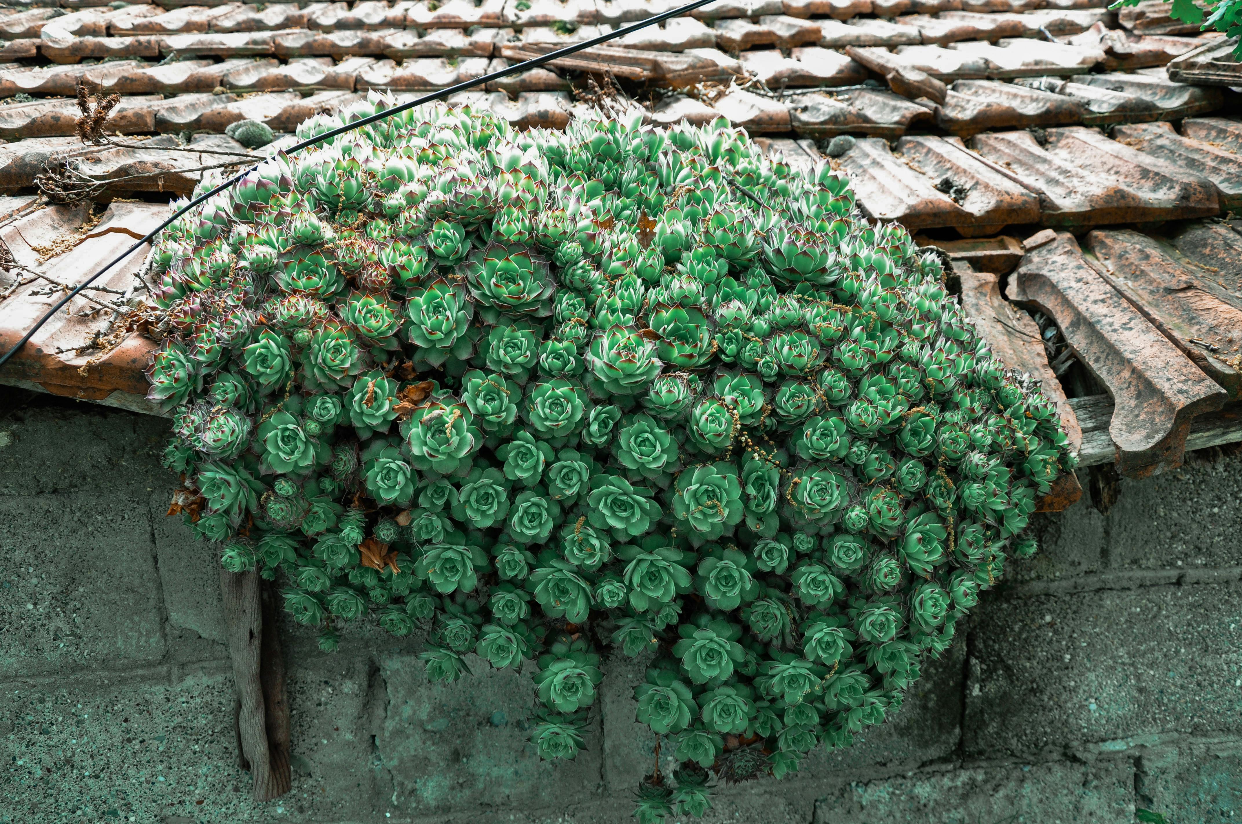 Lush Succulent Growth on Rustic Roof · Free Stock Photo