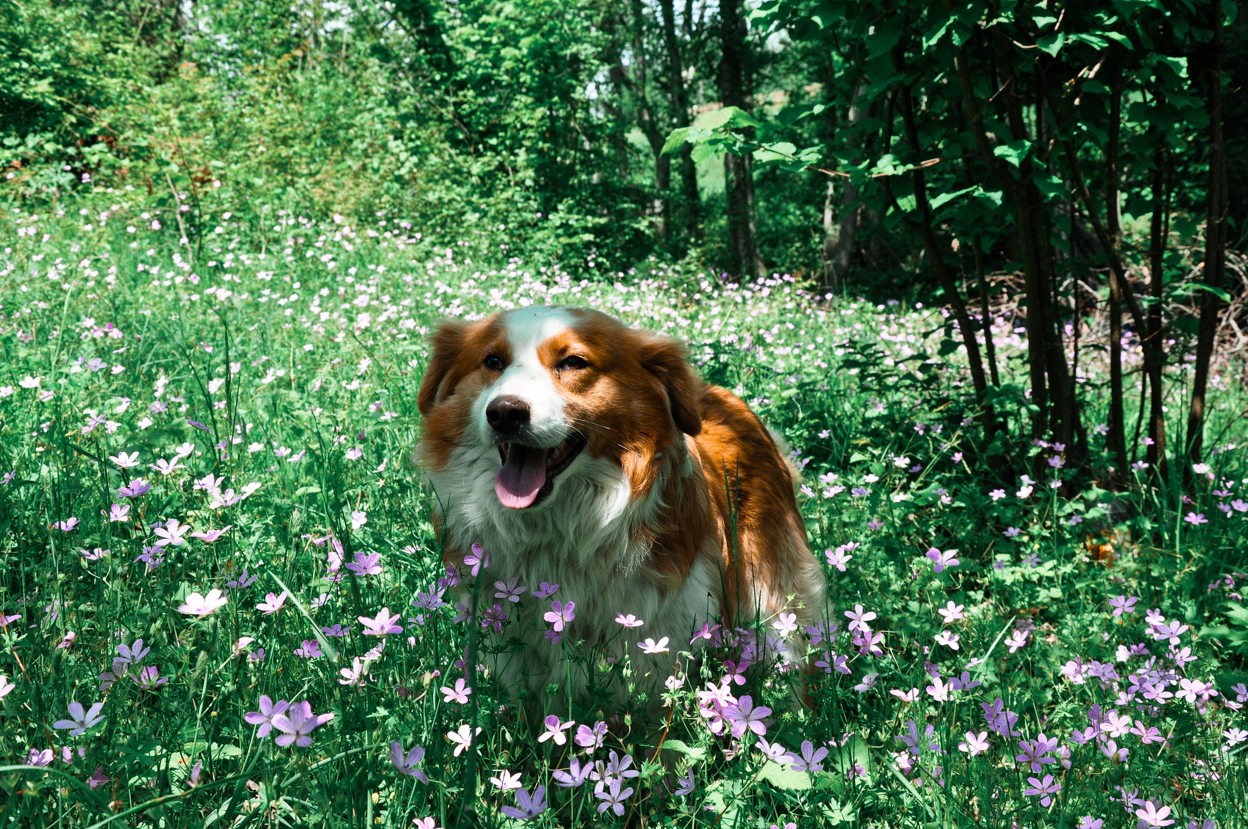 Happy Dog in a Spring Flower Meadow · Free Stock Photo