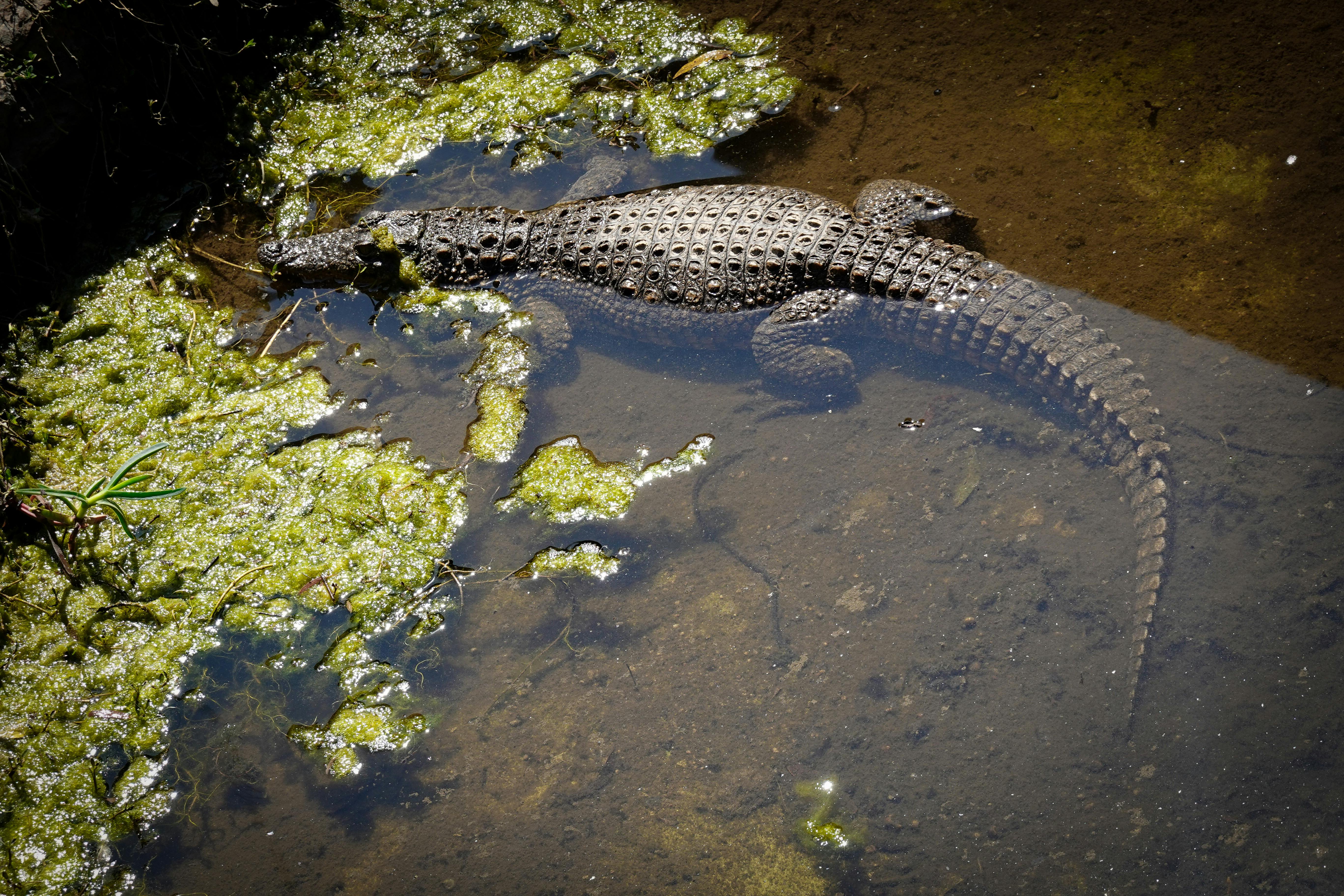 Taloned Predator Photos, Download The BEST Free Taloned Predator Stock ...