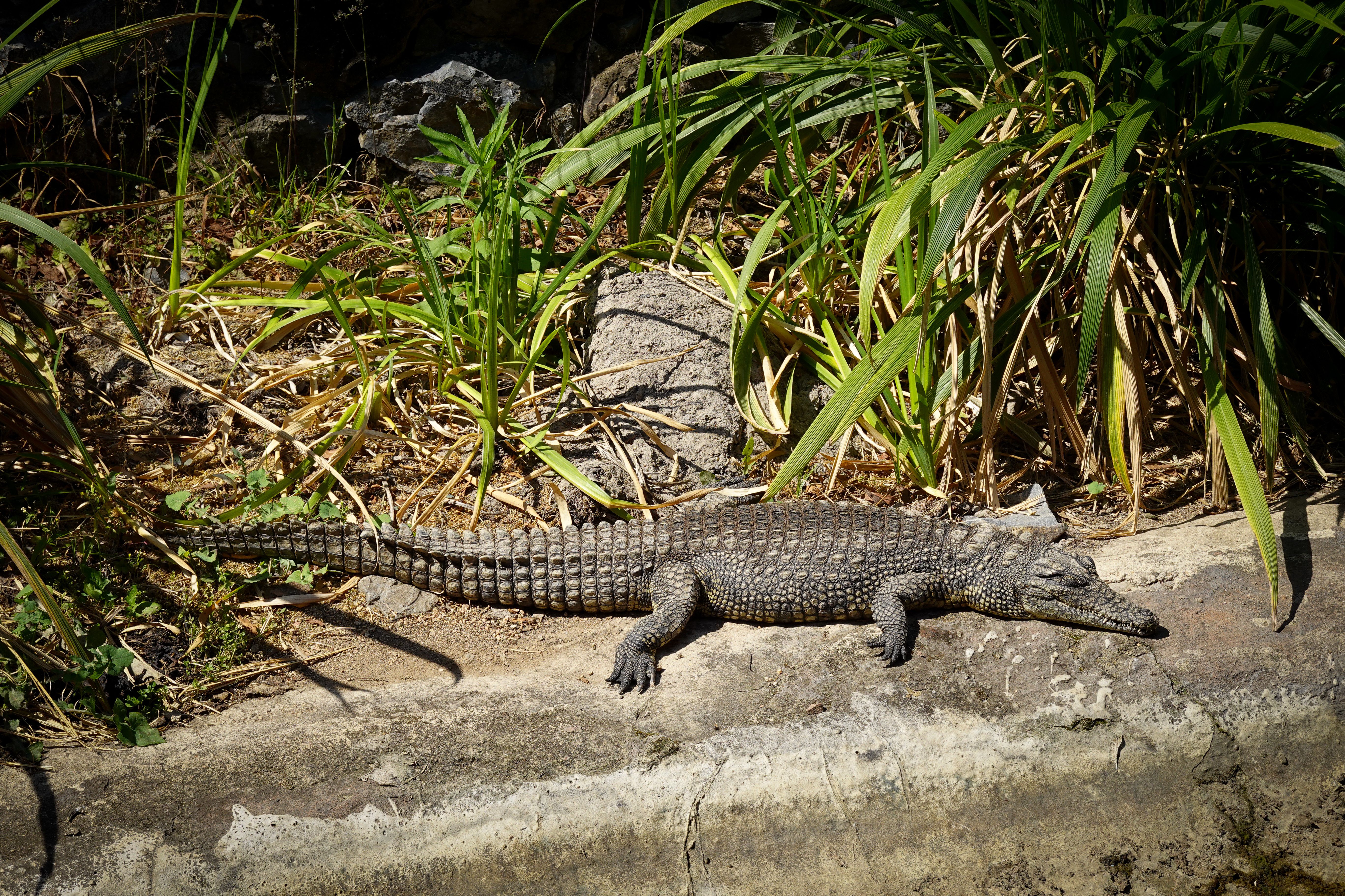 Nile Crocodile Basking in Sunlight · Free Stock Photo