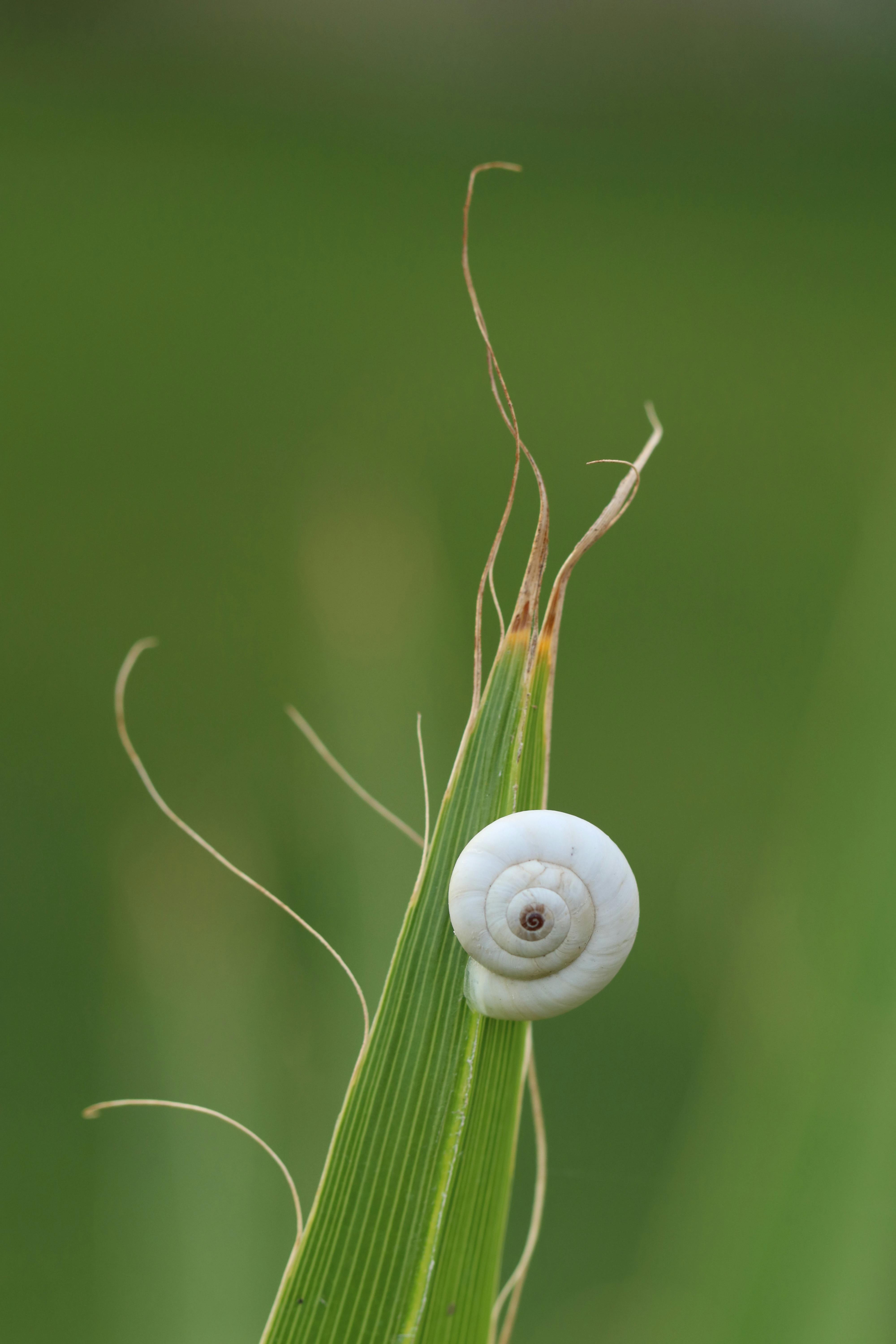 White Snail Shell · Free Stock Photo