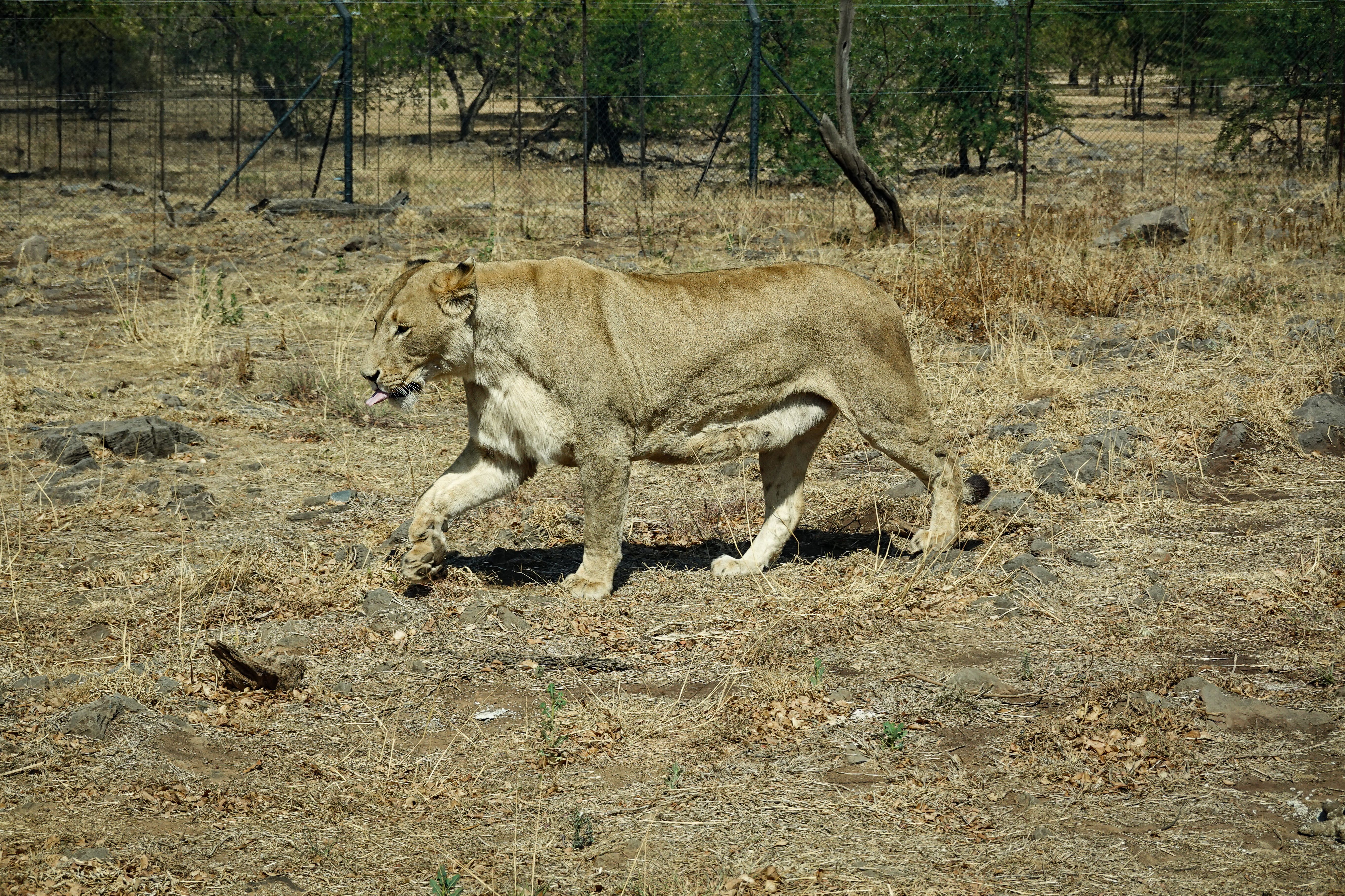 African Lioness Walking in Natural Habitat · Free Stock Photo