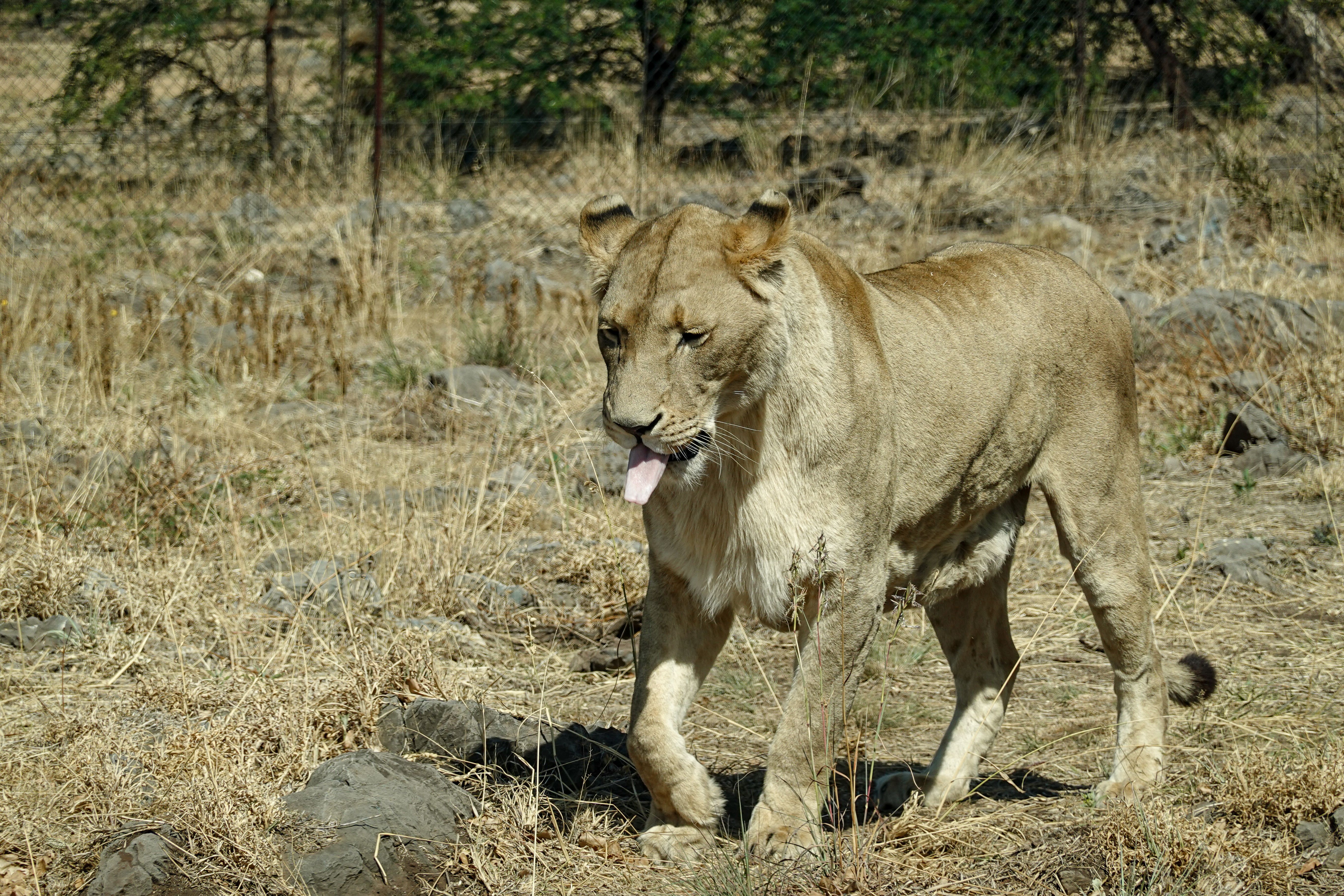 Majestic African Lioness in Her Natural Habitat · Free Stock Photo
