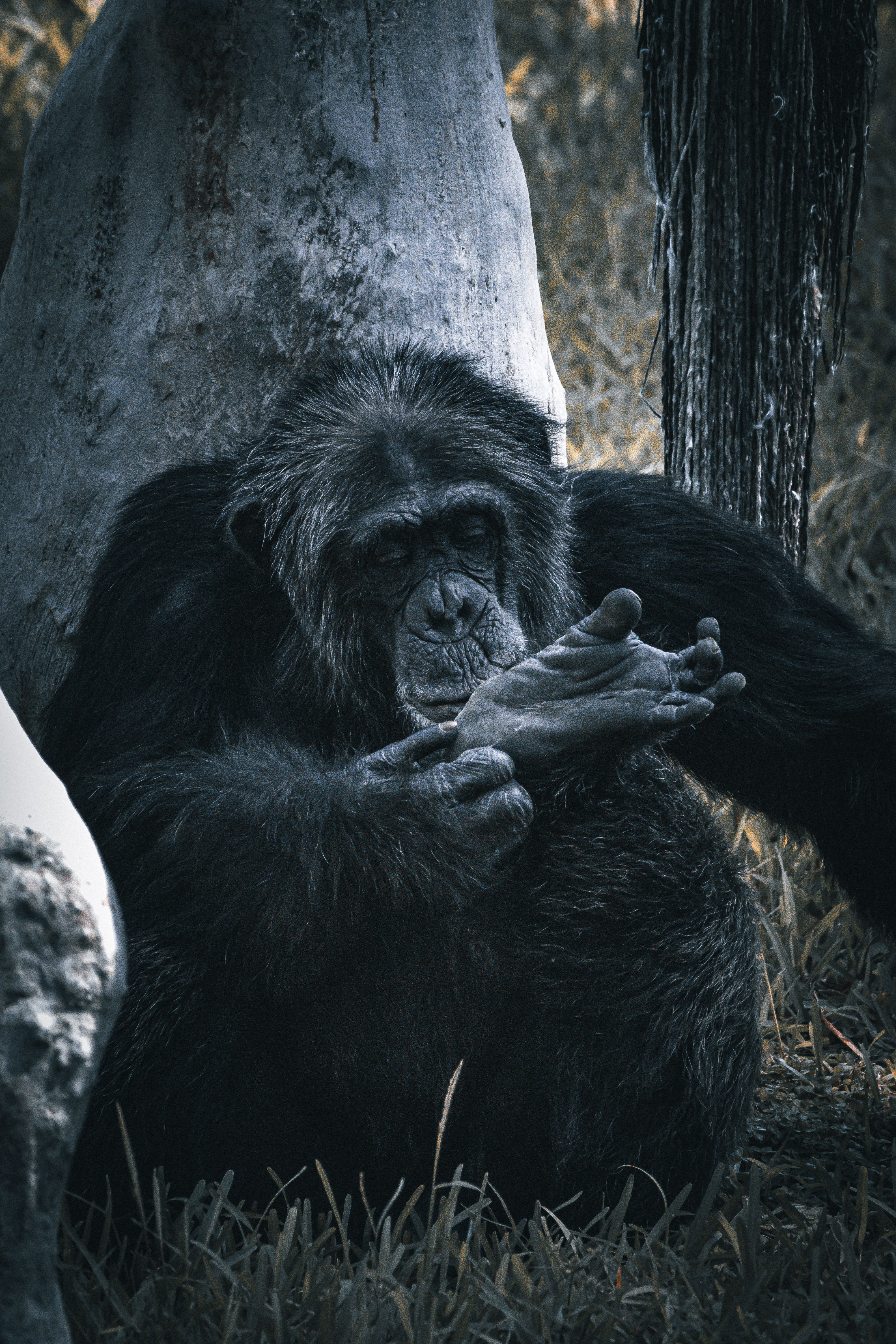 Chimpanzee in Natural Habitat Portrait · Free Stock Photo