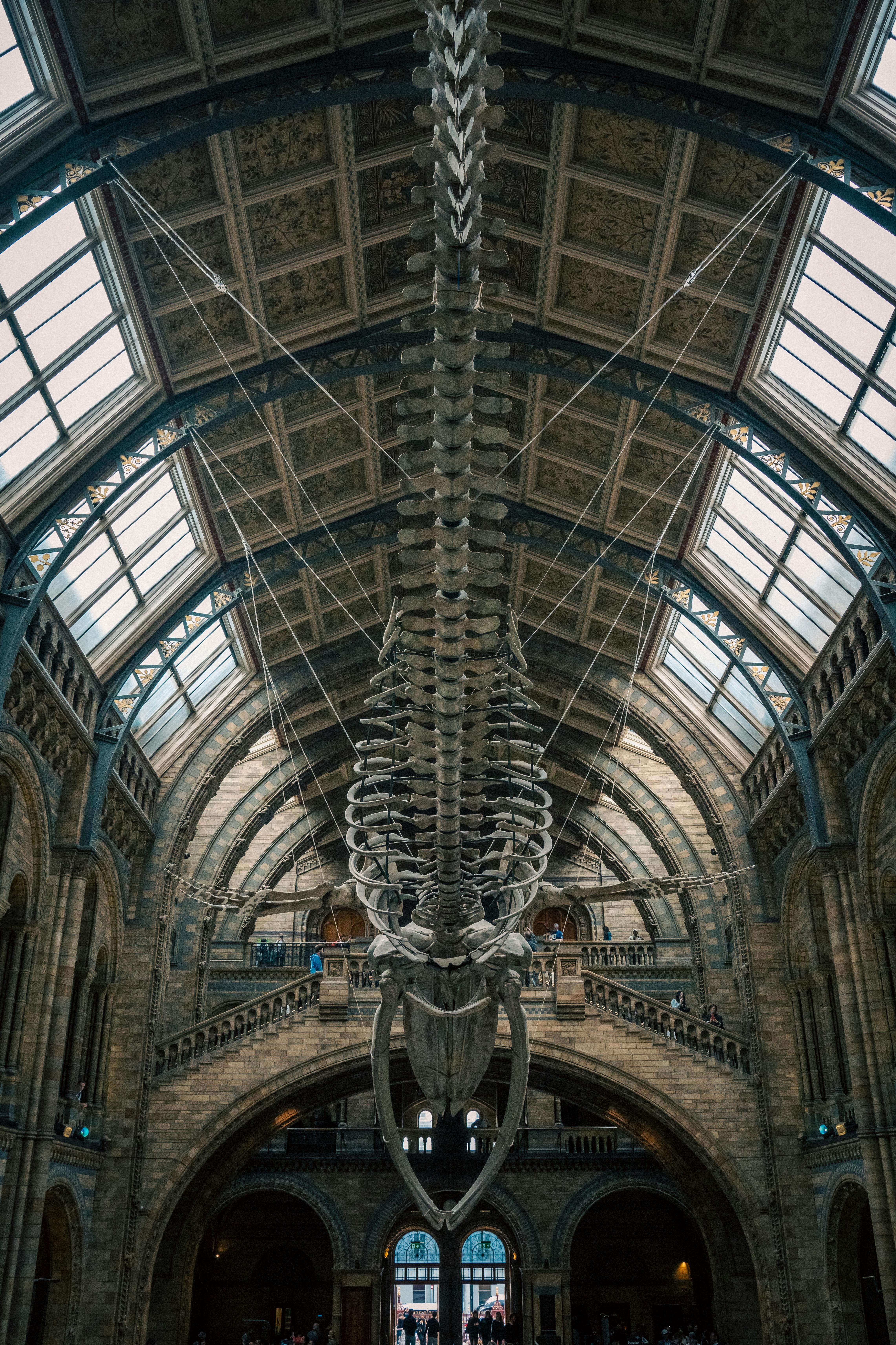 Whale Skeleton at London's Natural History Museum · Free Stock Photo