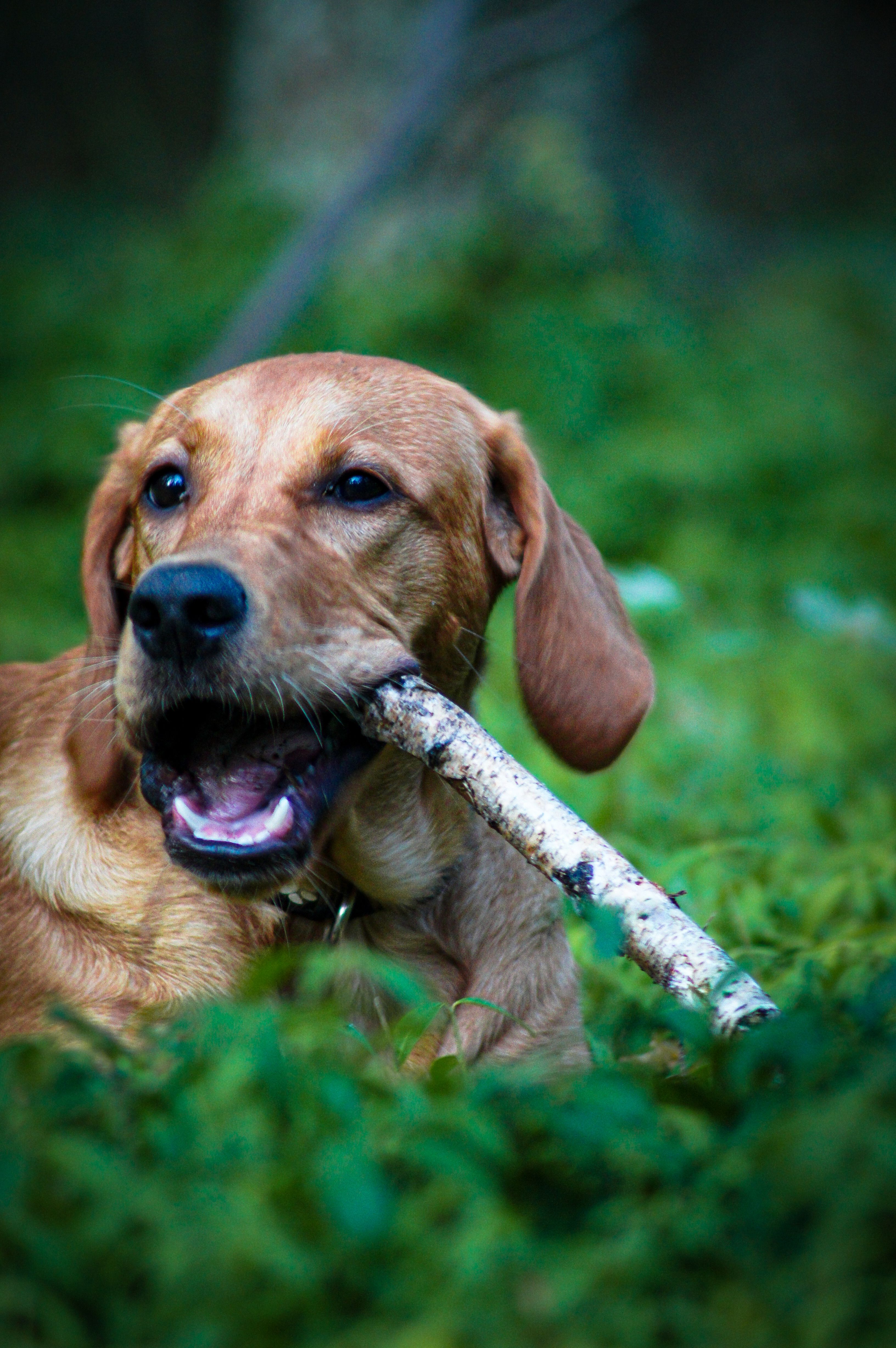 Playful Golden Retriever Chewing on Stick Outdoors · Free Stock Photo