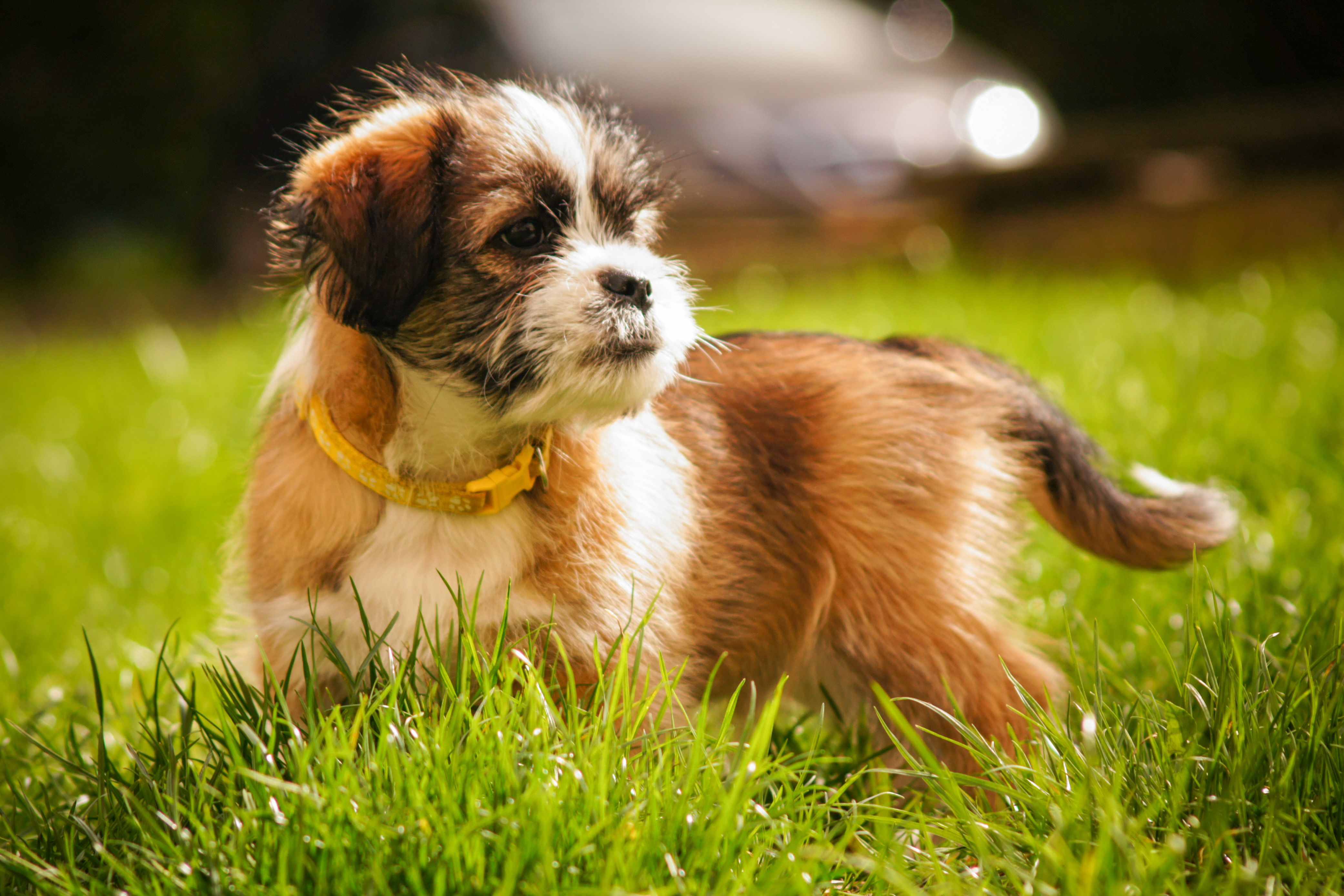 Puppy Exploring Photos, Download The BEST Free Puppy Exploring Stock ...