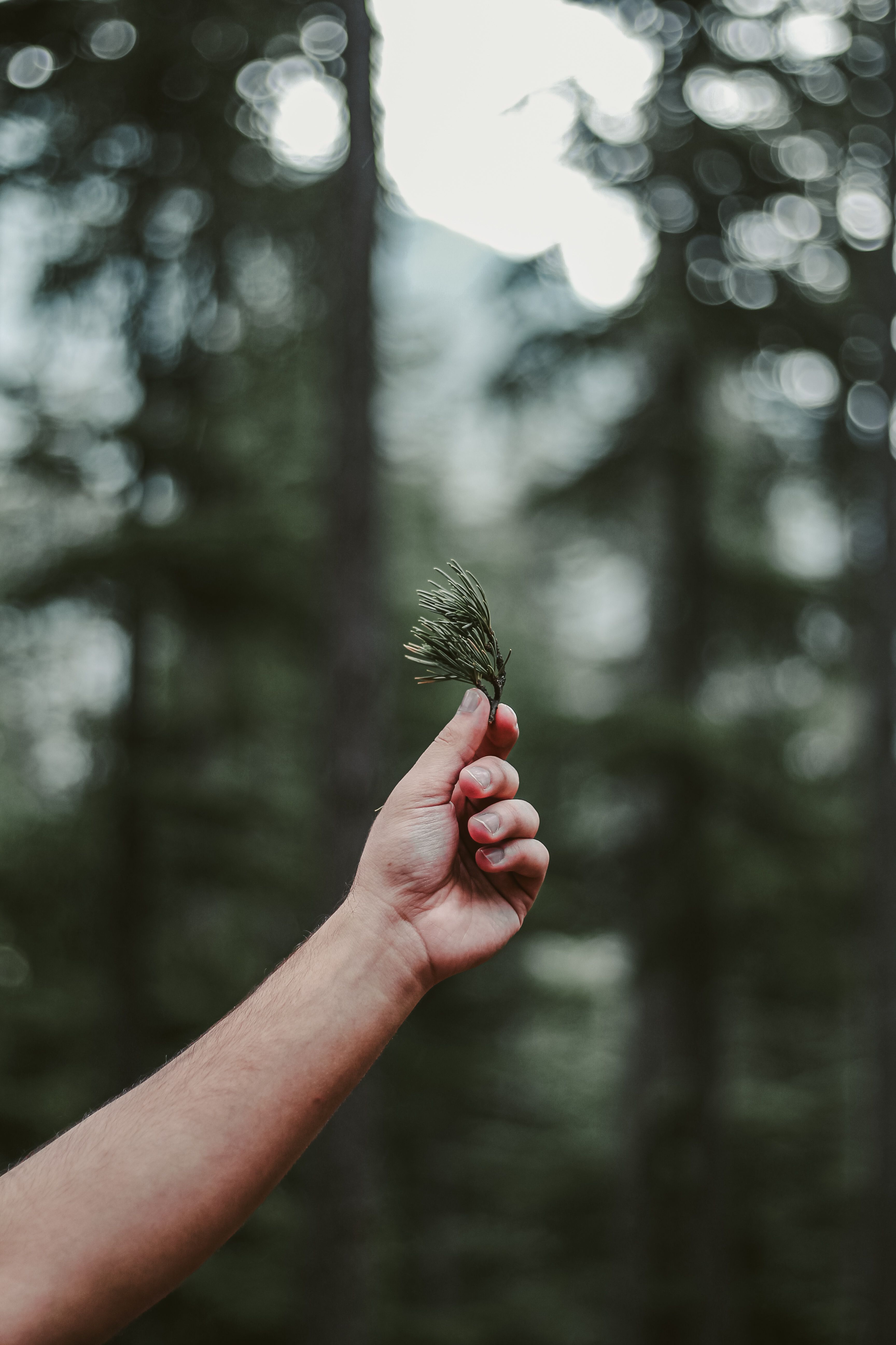 Hand Holding Pine Leaves in Forest Setting · Free Stock Photo