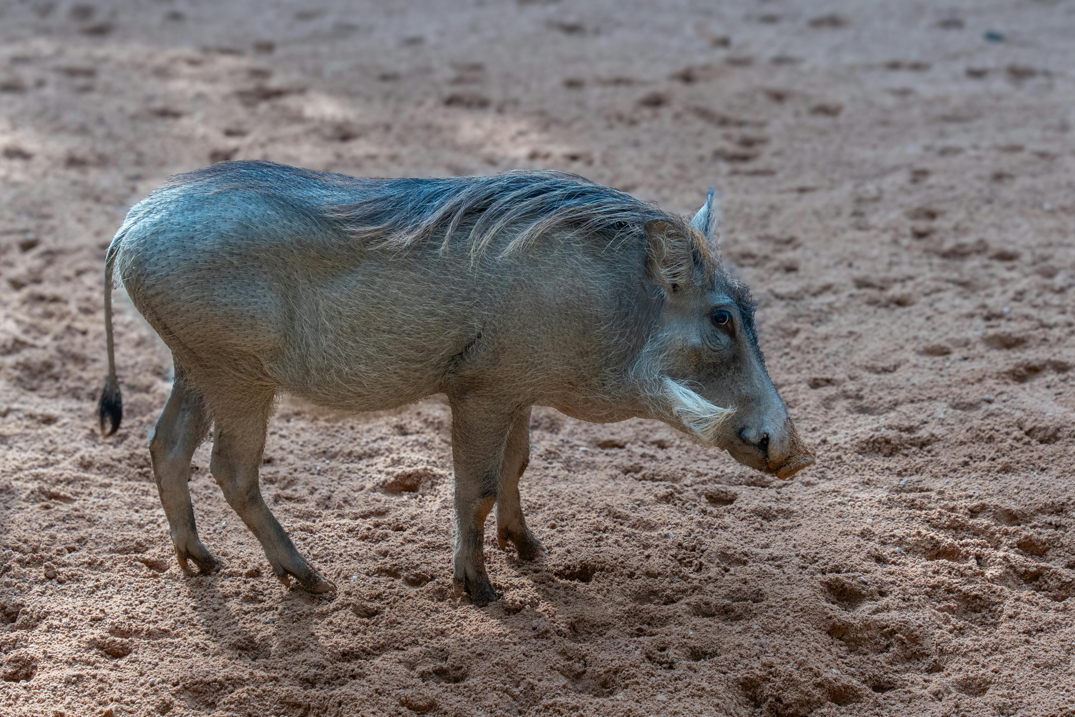 Warthog walking on dry terrain in zoological garden · Free Stock Photo