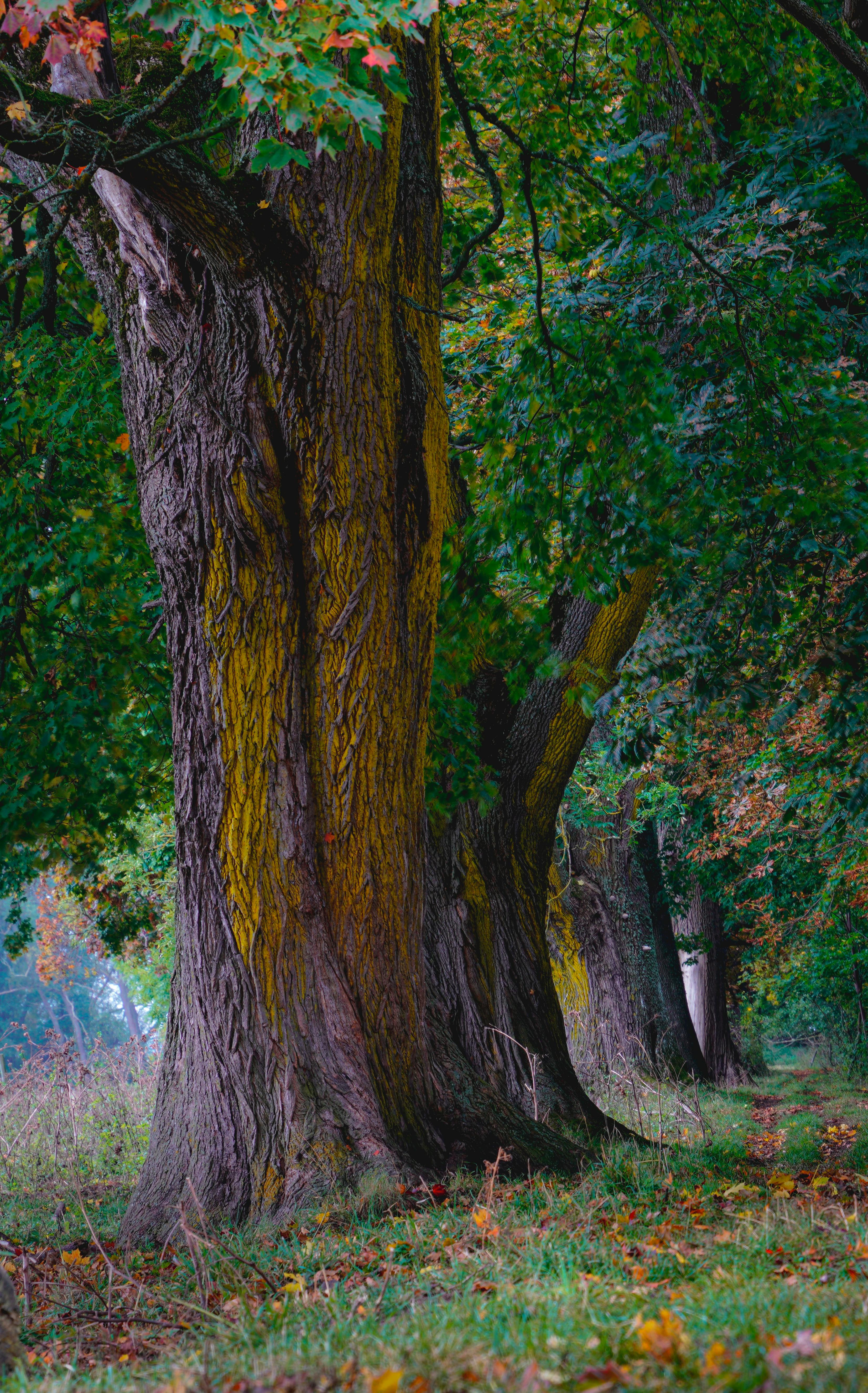 Majestic Oak Trees in Verdant Green Forest Path · Free Stock Photo