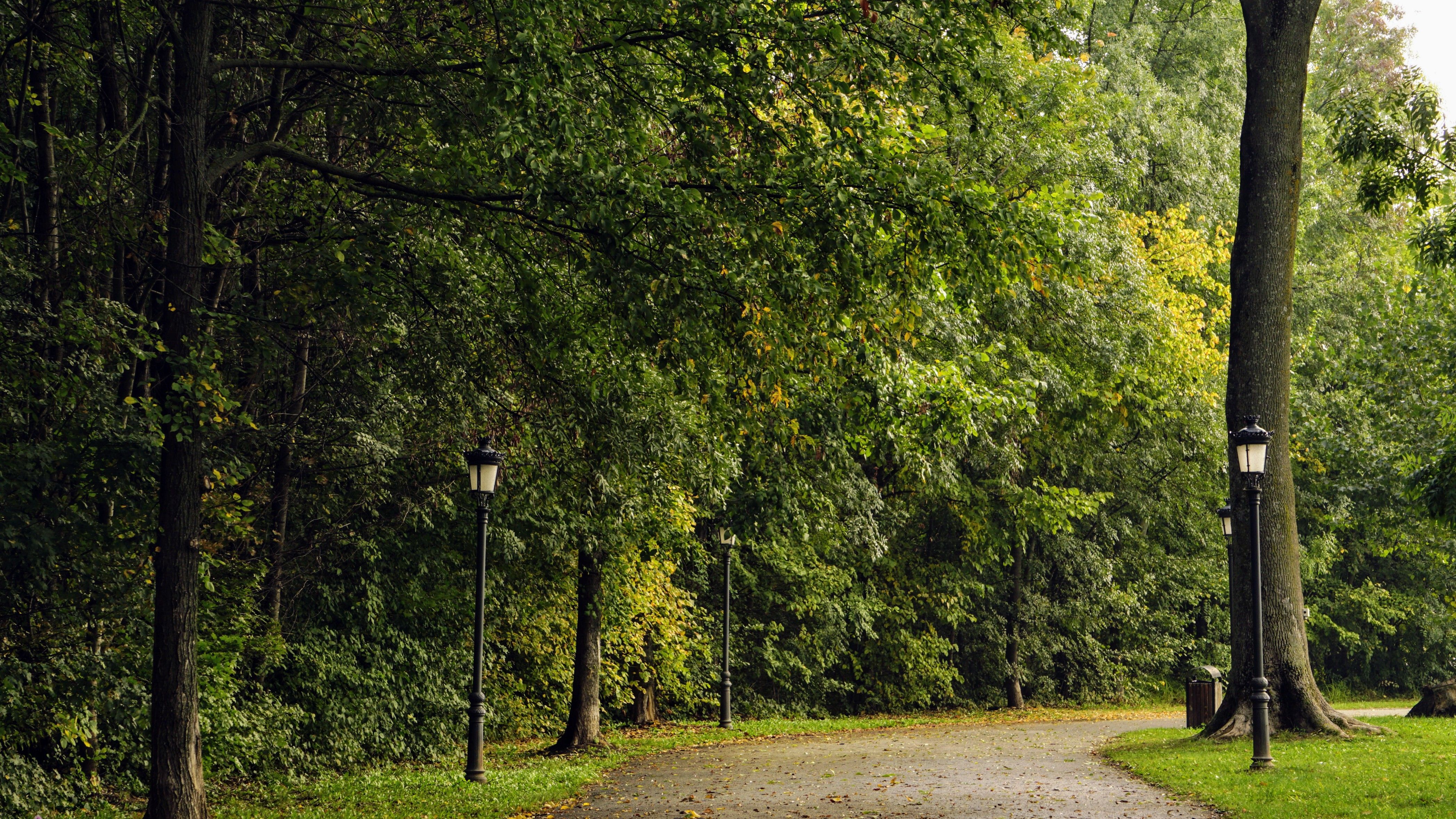 Scenic Park Path with Lush Greenery · Free Stock Photo