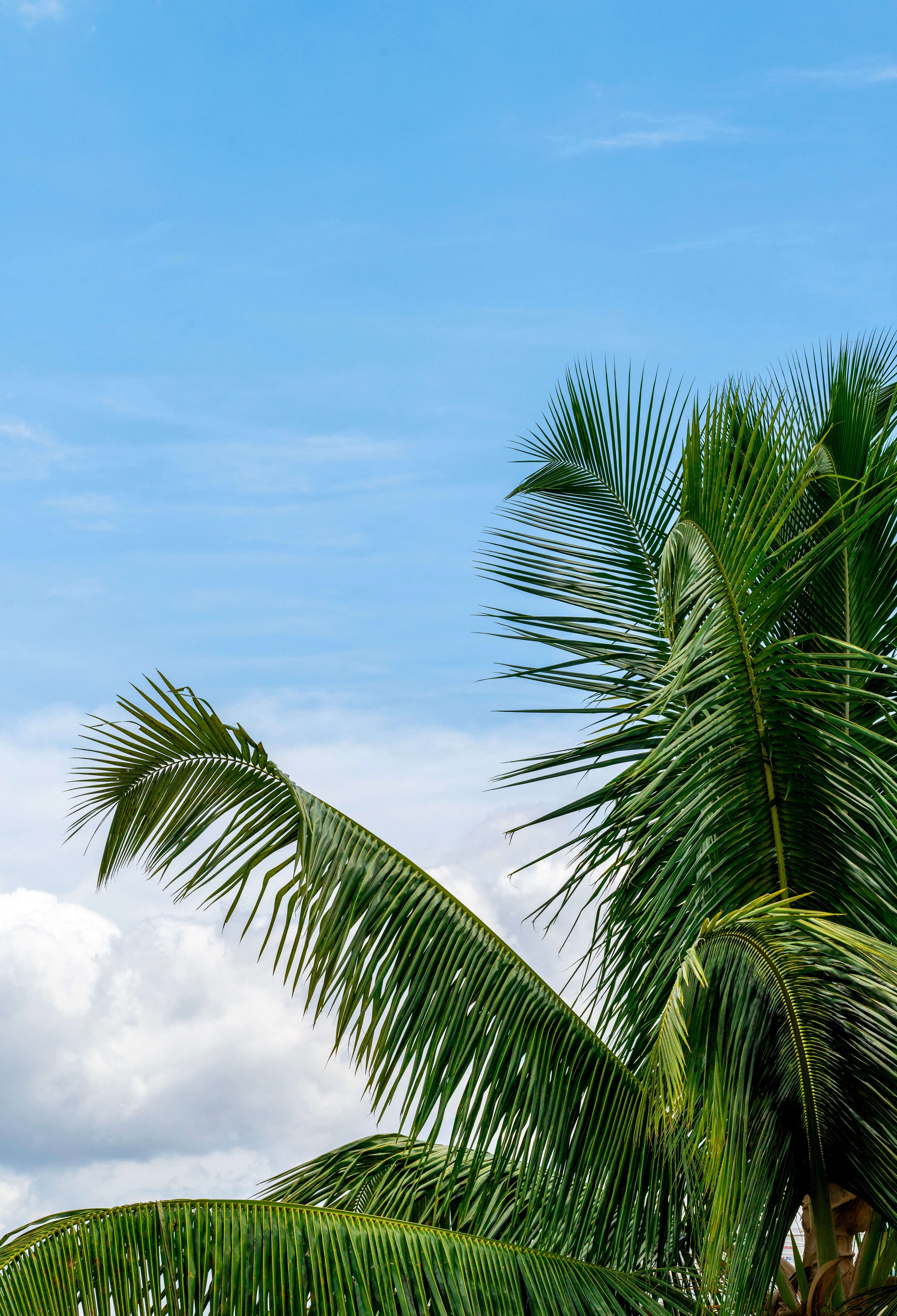 Coconut Tree Wallpaper Photos, Download The BEST Free Coconut Tree ...