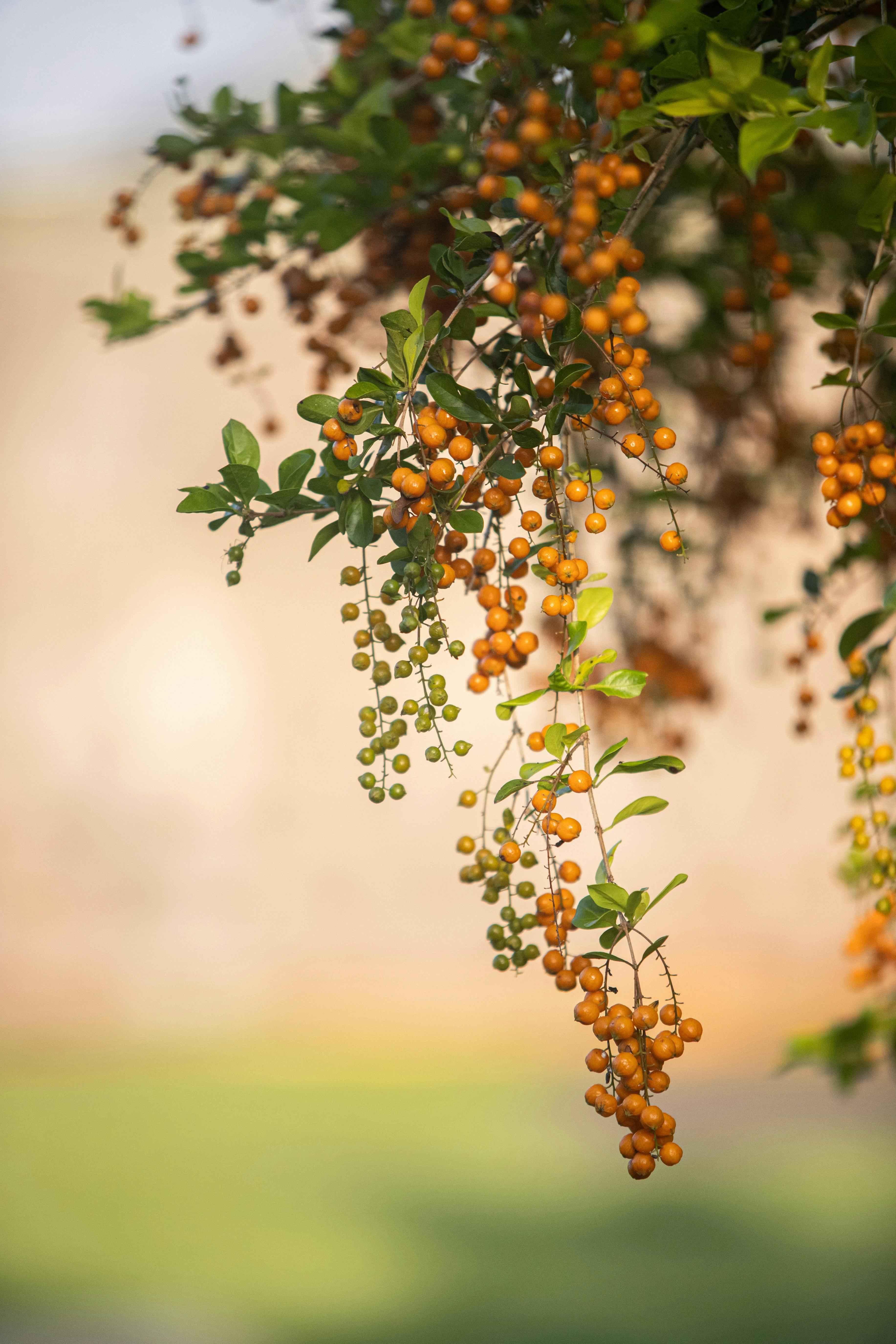 Prosperous Tree Photos, Download The BEST Free Prosperous Tree Stock ...