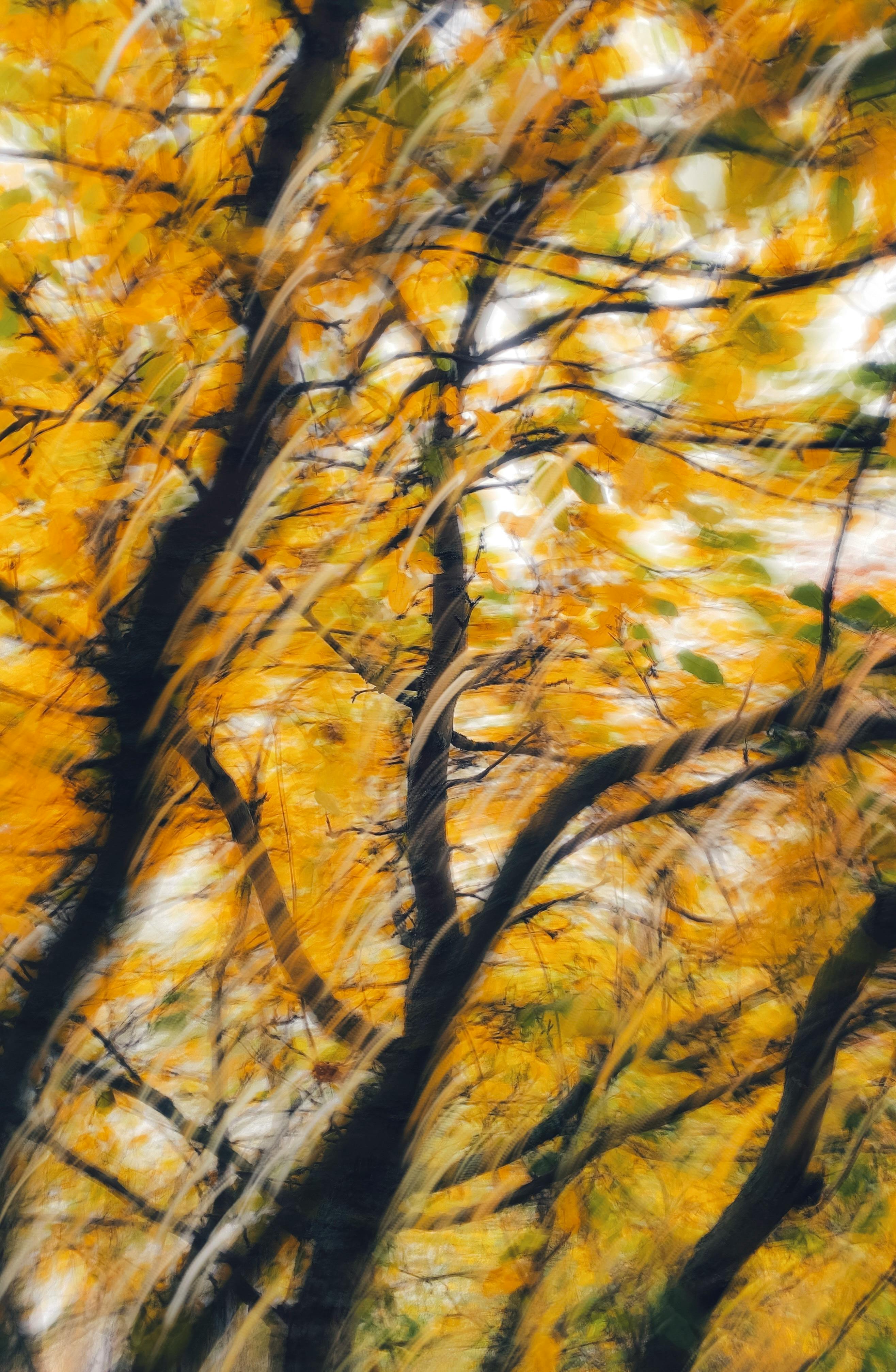Abstract Autumn Forest with Blurred Leaves · Free Stock Photo