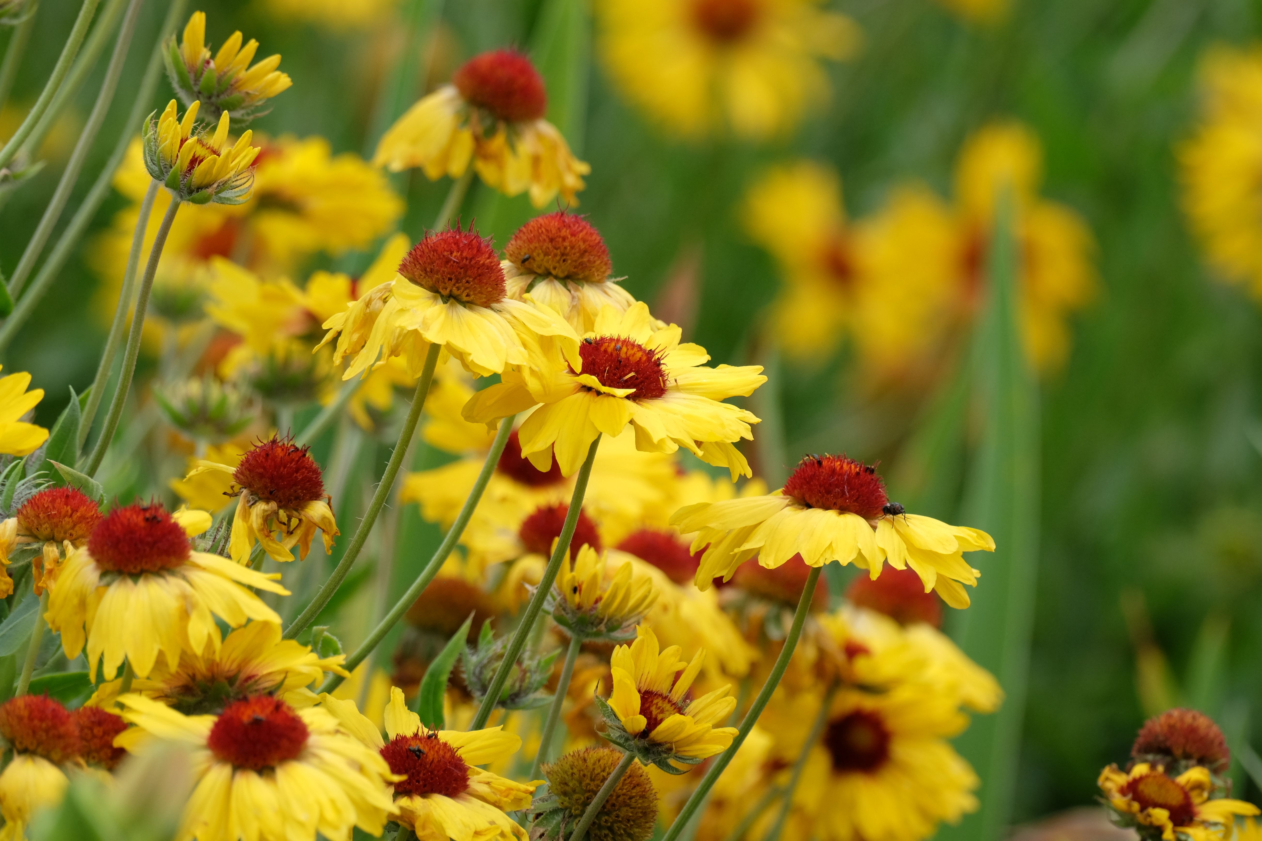 20 000+ Hybrid Insects banque d’images et photos libres de droit ...