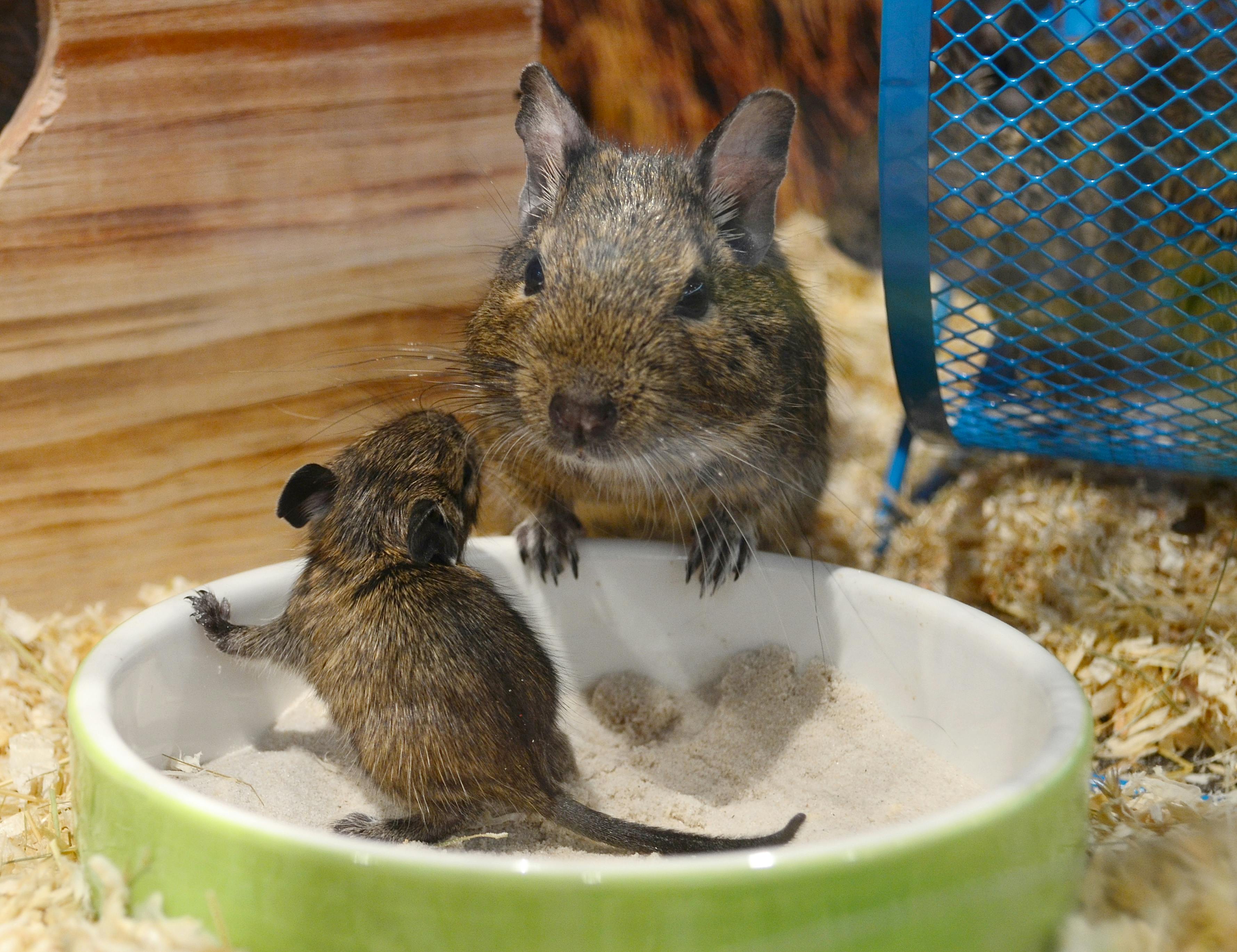 Close-Up of Mother and Baby Degu in Cage · Free Stock Photo