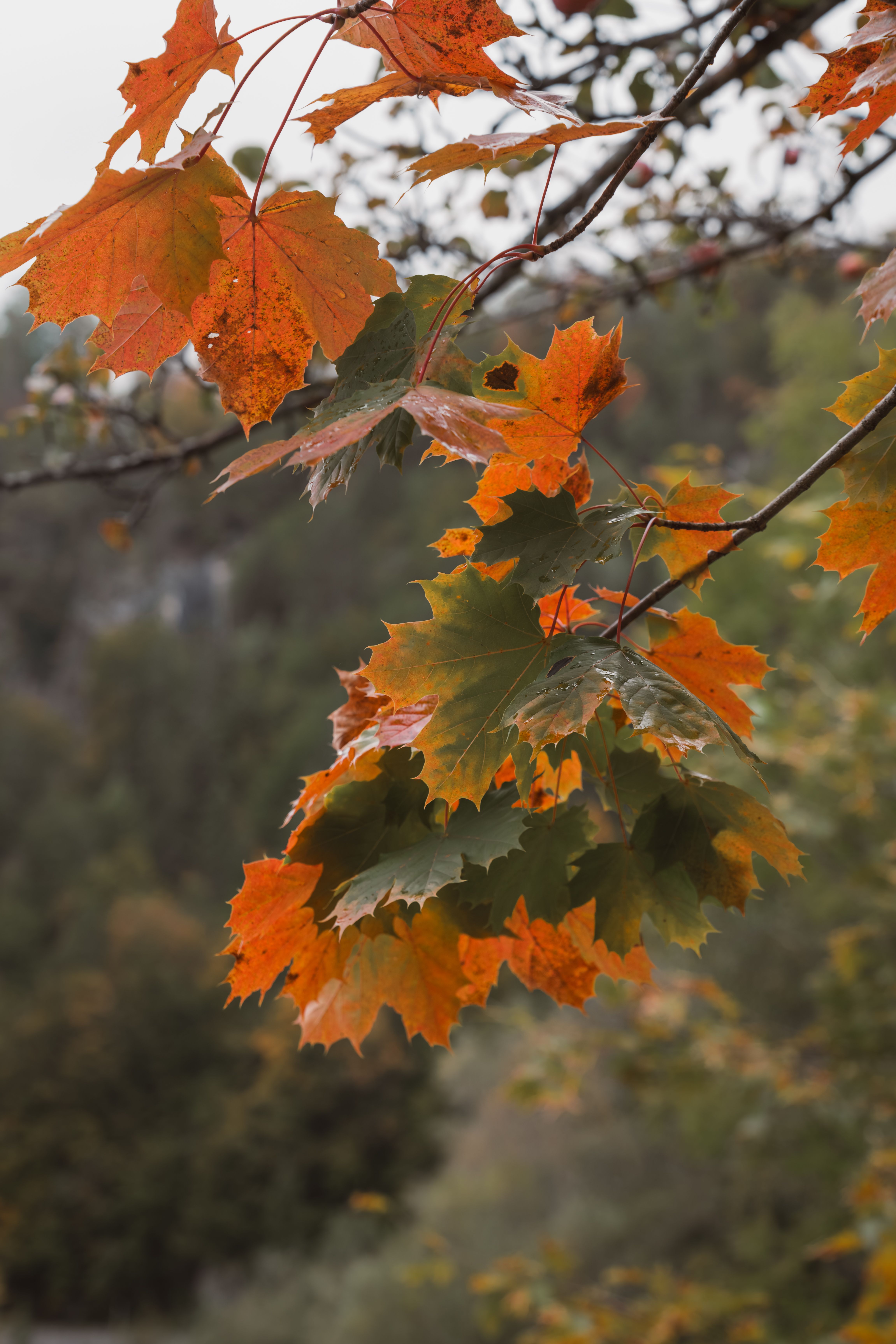 Stunning Autumn Foliage in Bad Aussee, Austria · Free Stock Photo