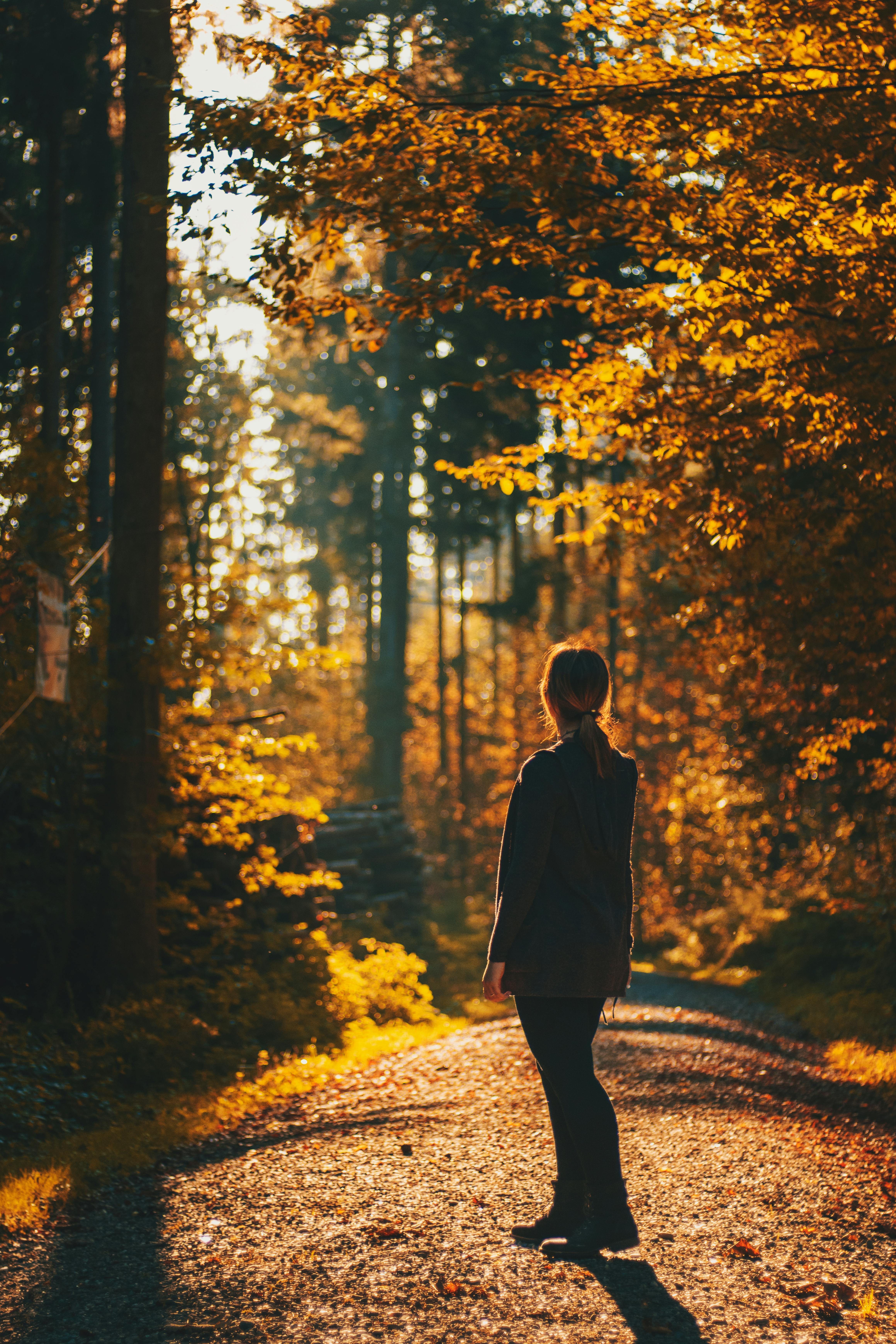 Person Strolling in Autumn Forest Pathway · Free Stock Photo