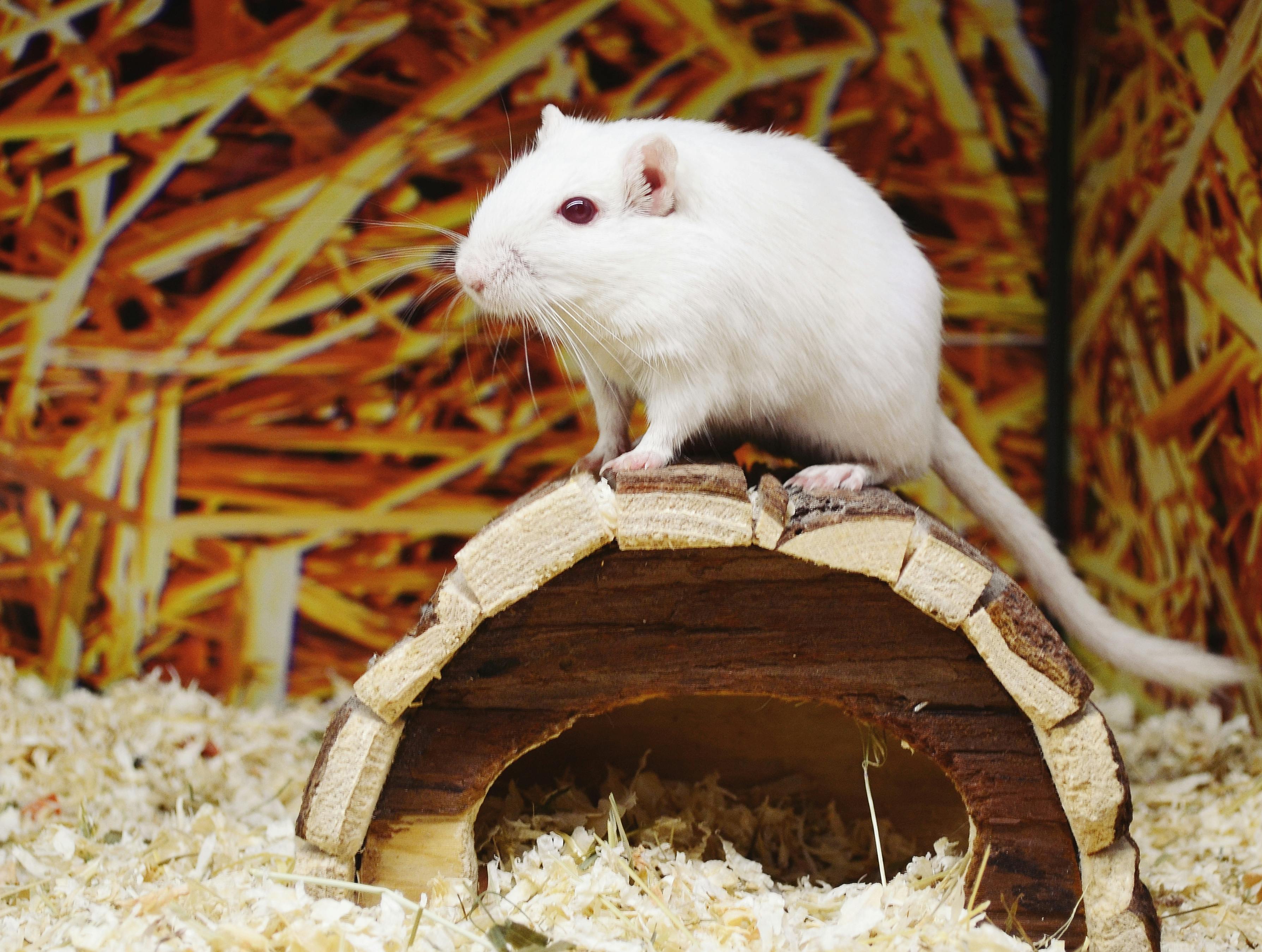 Adorable White Gerbil on Wooden Hideout · Free Stock Photo
