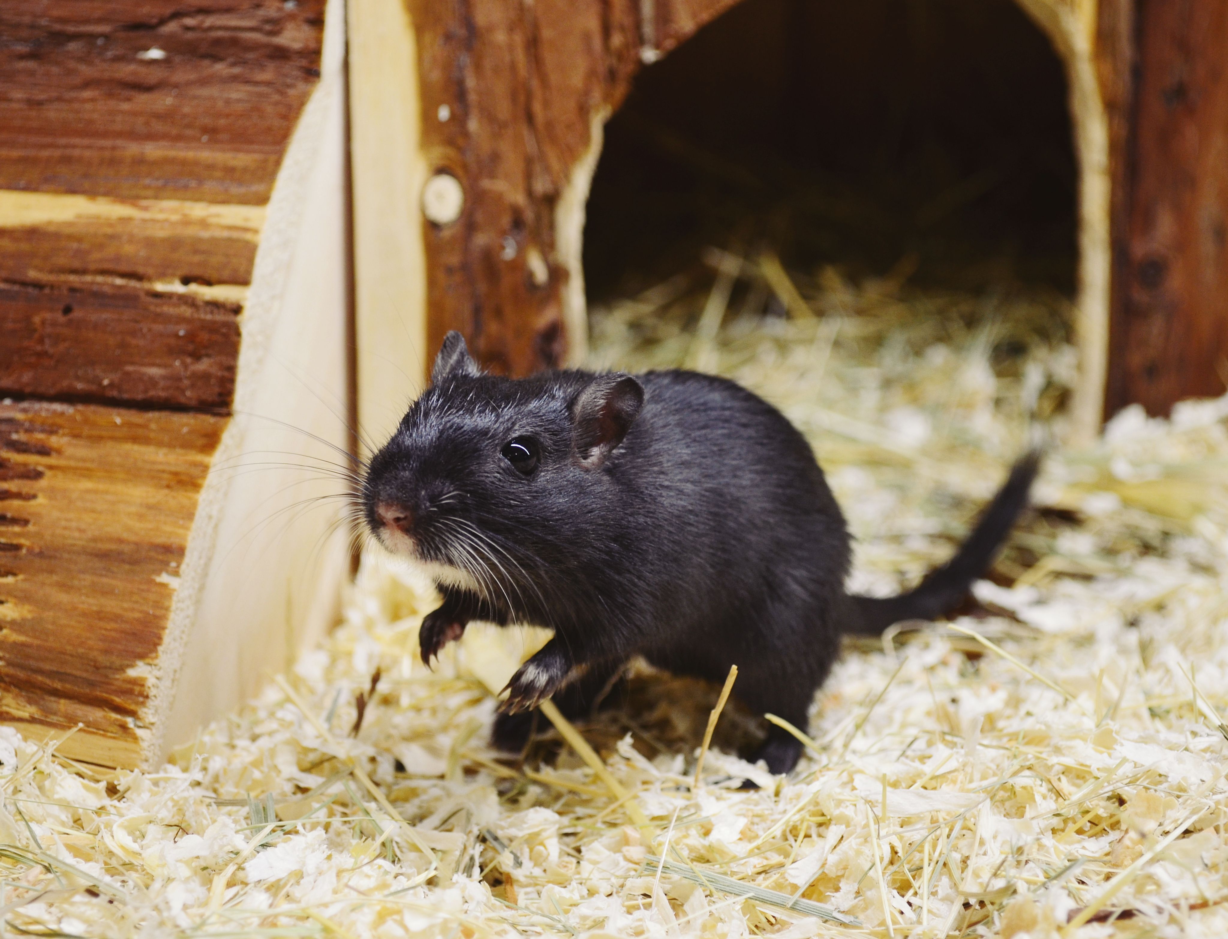 Black Gerbil in Wooden Pet House · Free Stock Photo