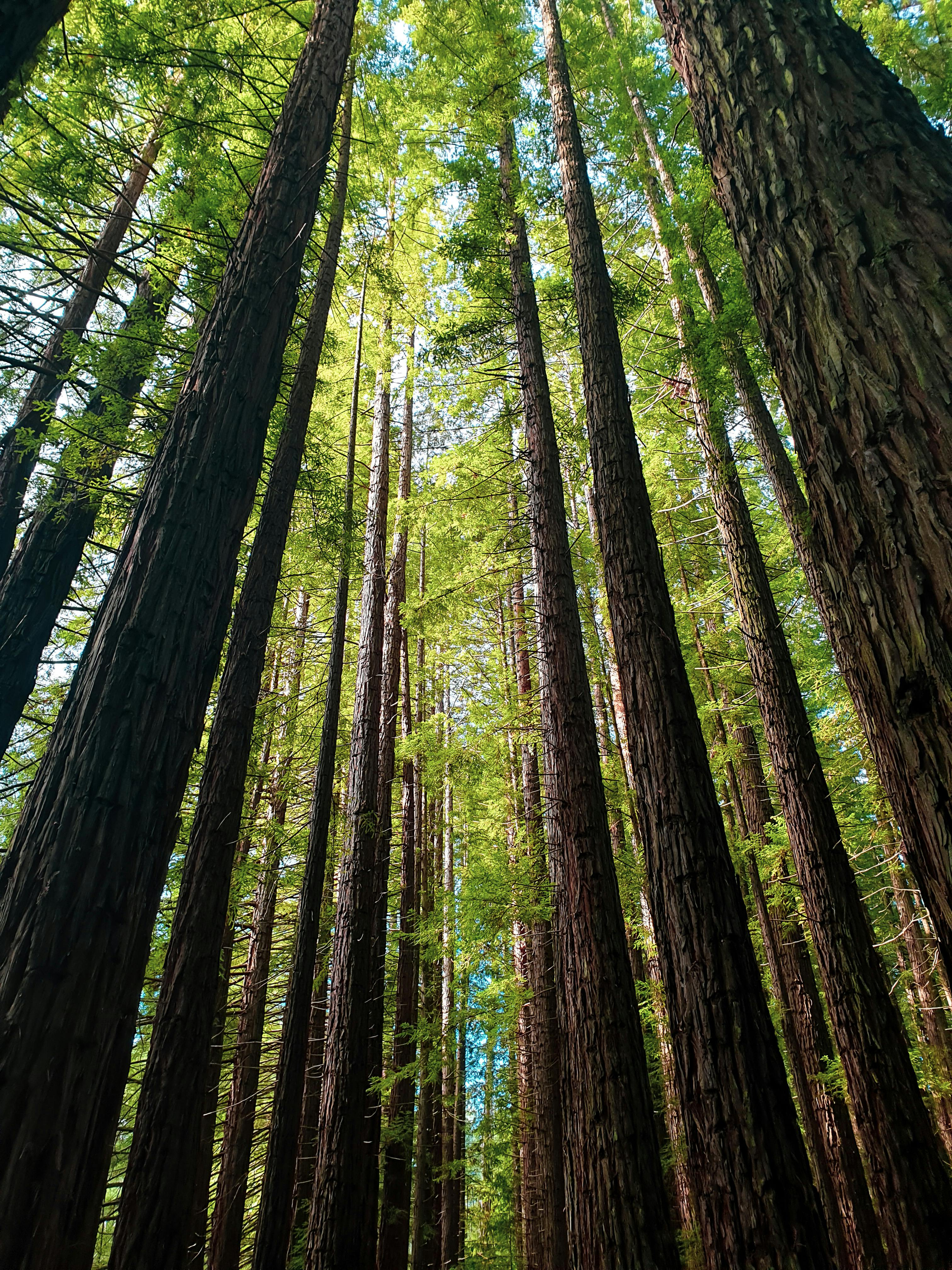 Low-angle Photography of Tall Trees · Free Stock Photo