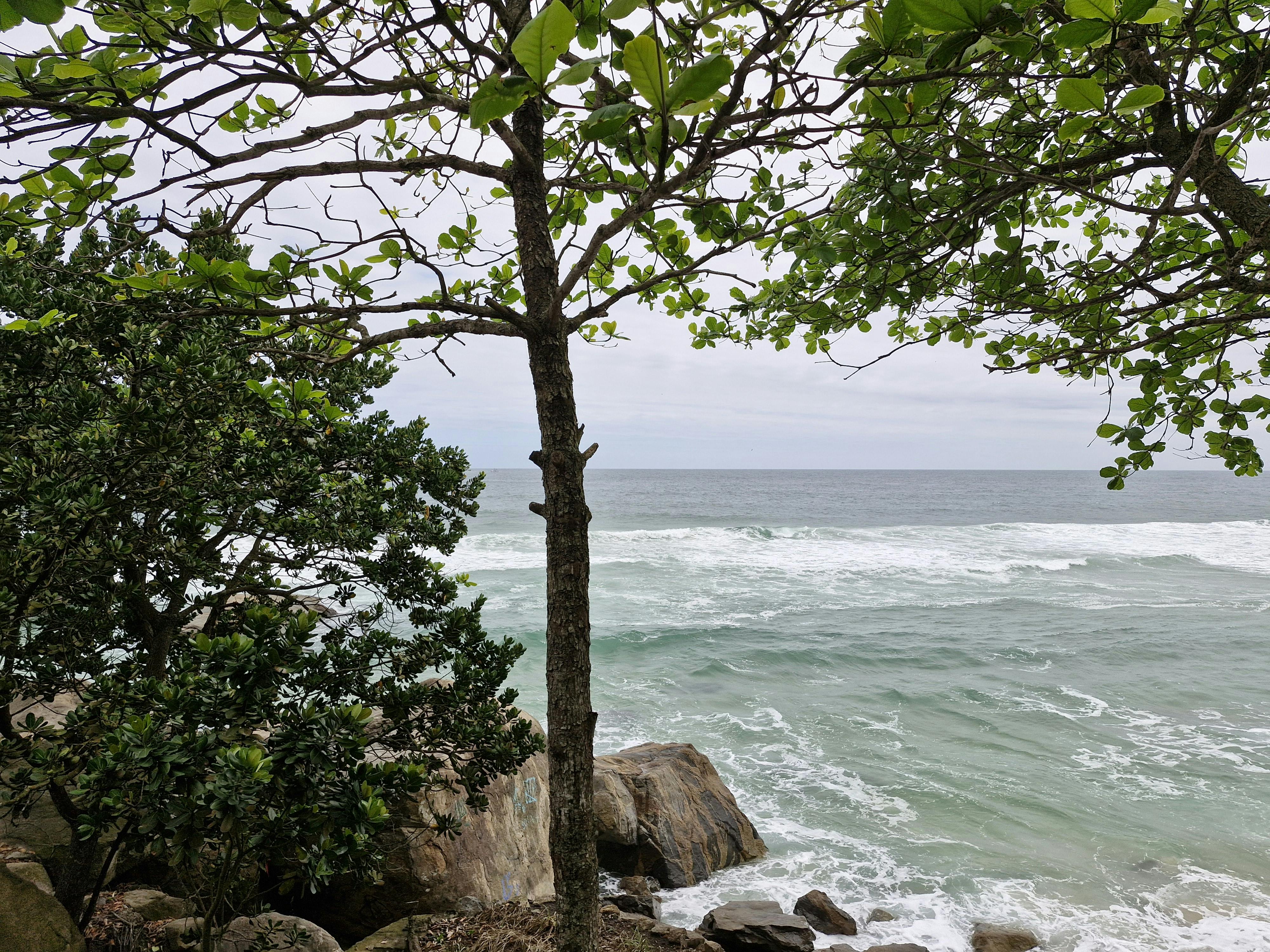 Scenic Ocean View Through Lush Coastal Trees · Free Stock Photo