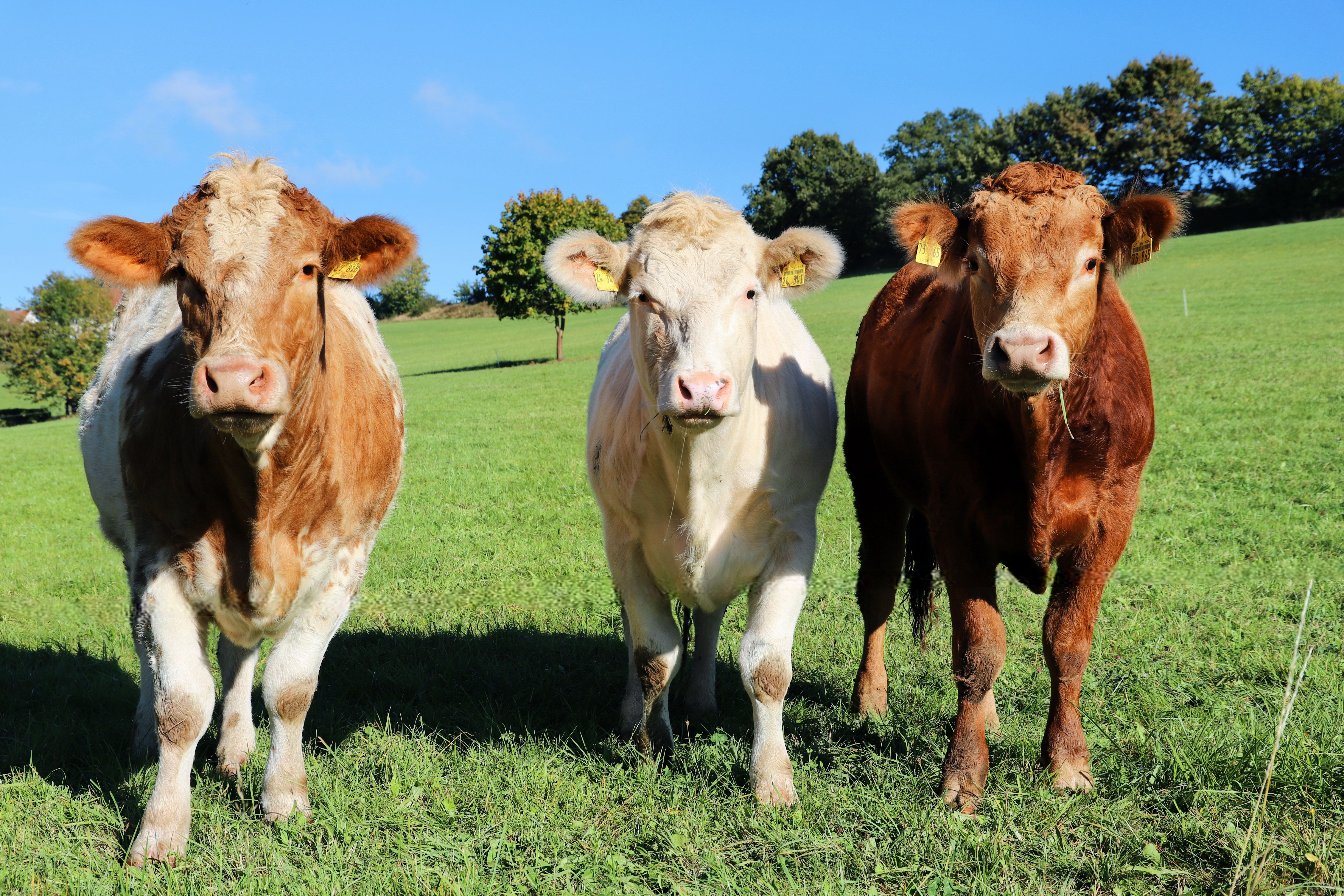 Three Cows Grazing in a Sunny Meadow · Free Stock Photo