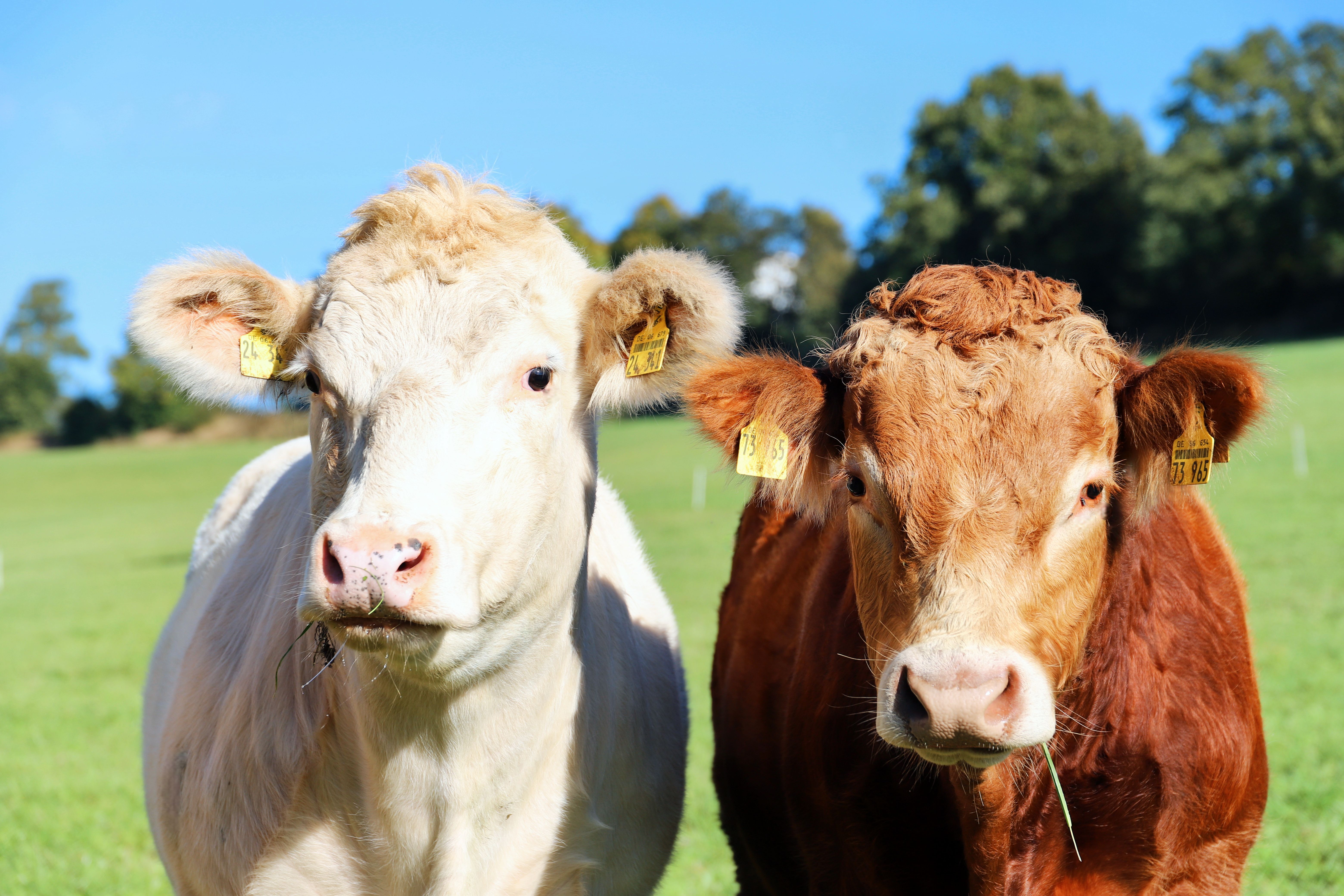 White and Brown Cow Near Mountain during Daytime · Free Stock Photo