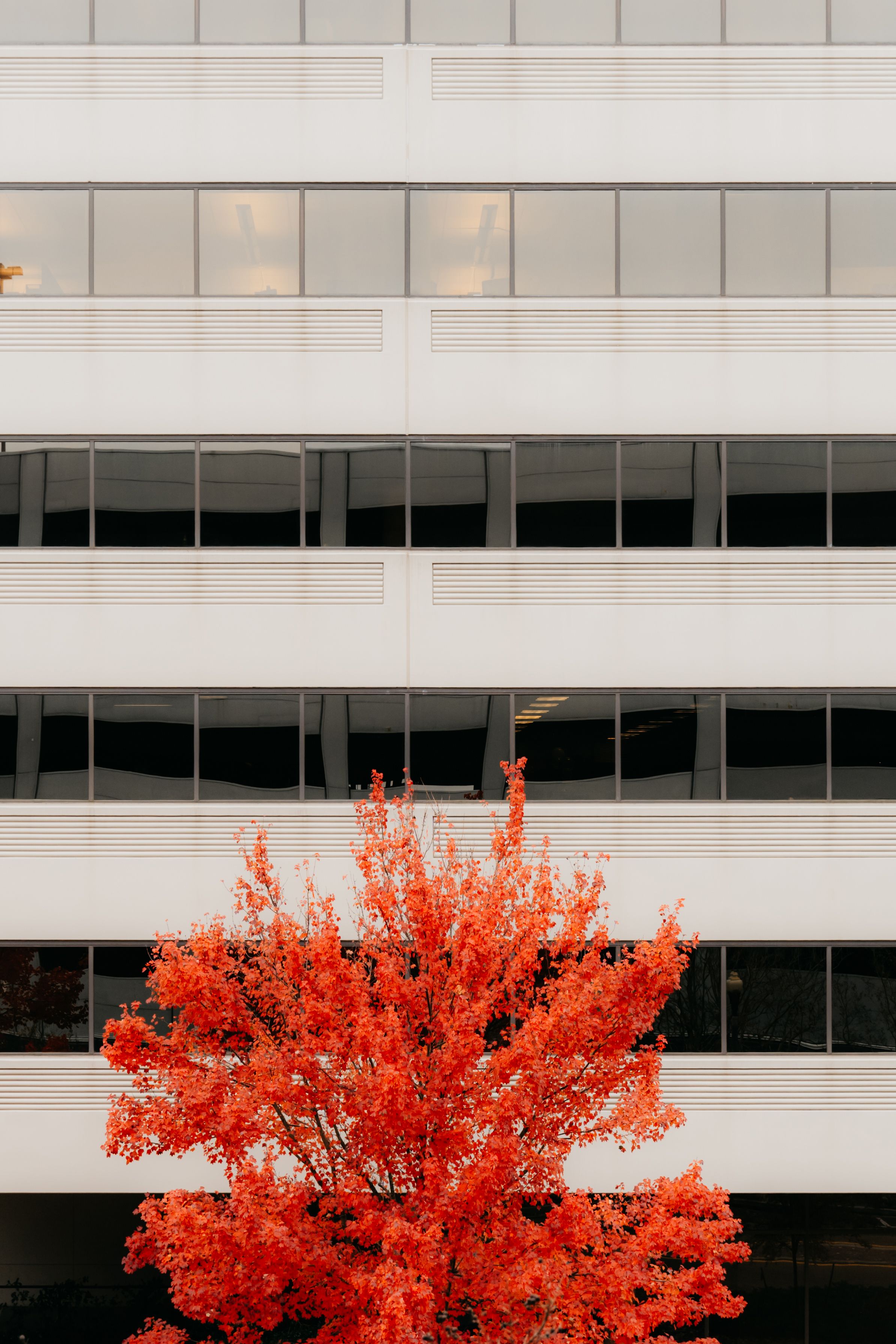 Vibrant Autumn Tree Against Modern Building · Free Stock Photo