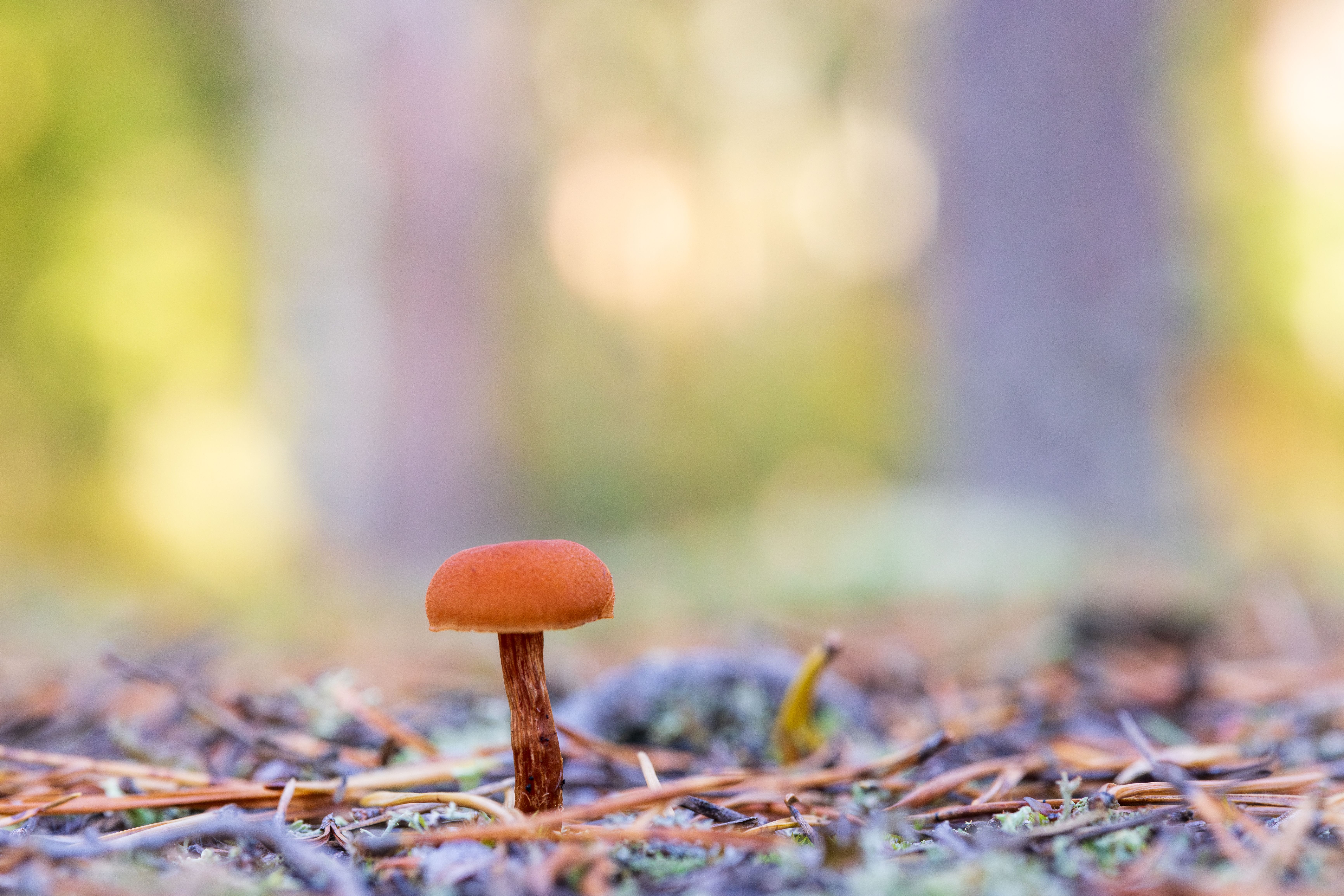 Close-up of Mushroom on Forest Floor in Autumn · Free Stock Photo