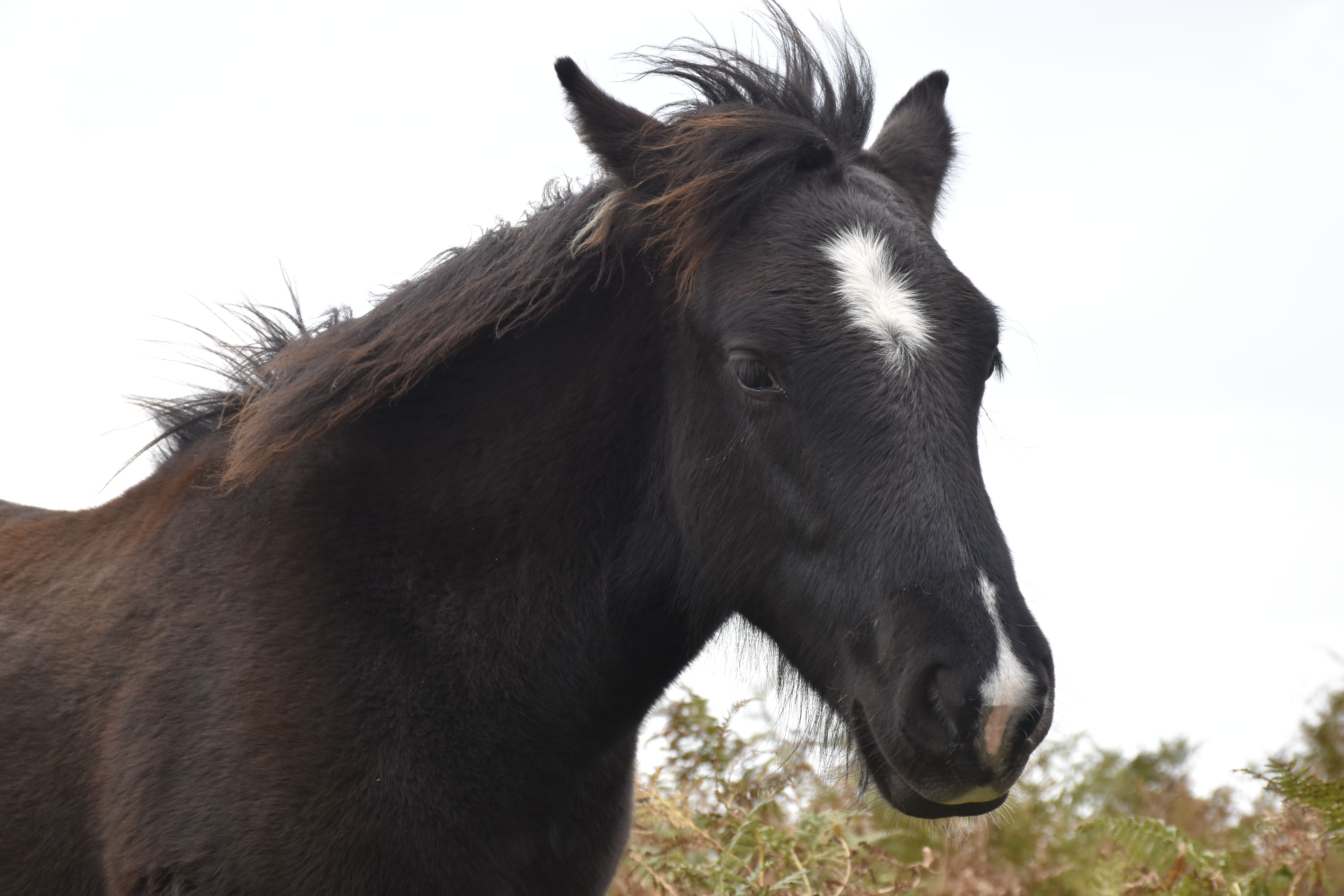 Black And White Horse Photos, Download The BEST Free Black And White ...