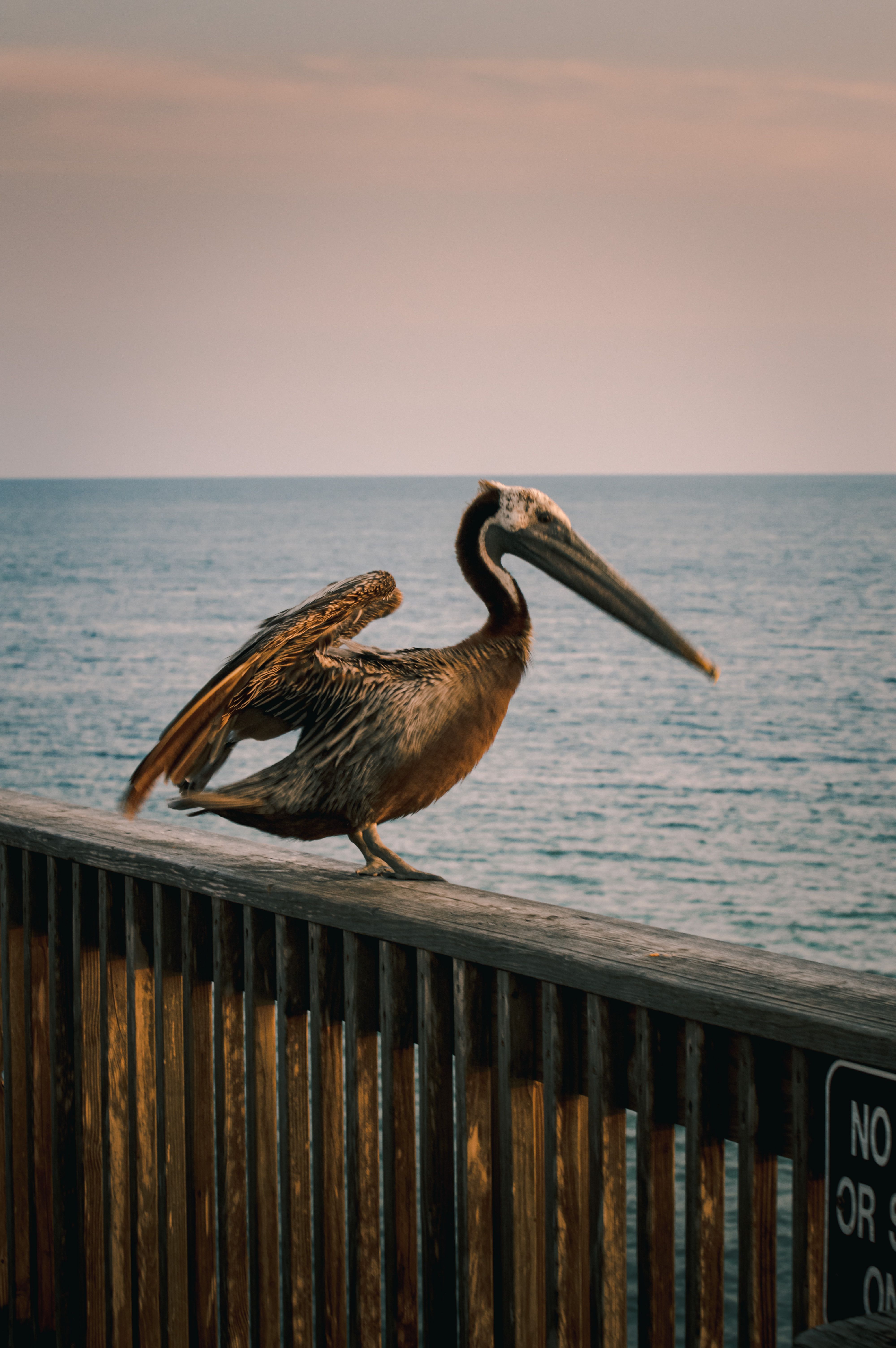 Pelican Perched on Gulf Shores Pier at Sunset · Free Stock Photo