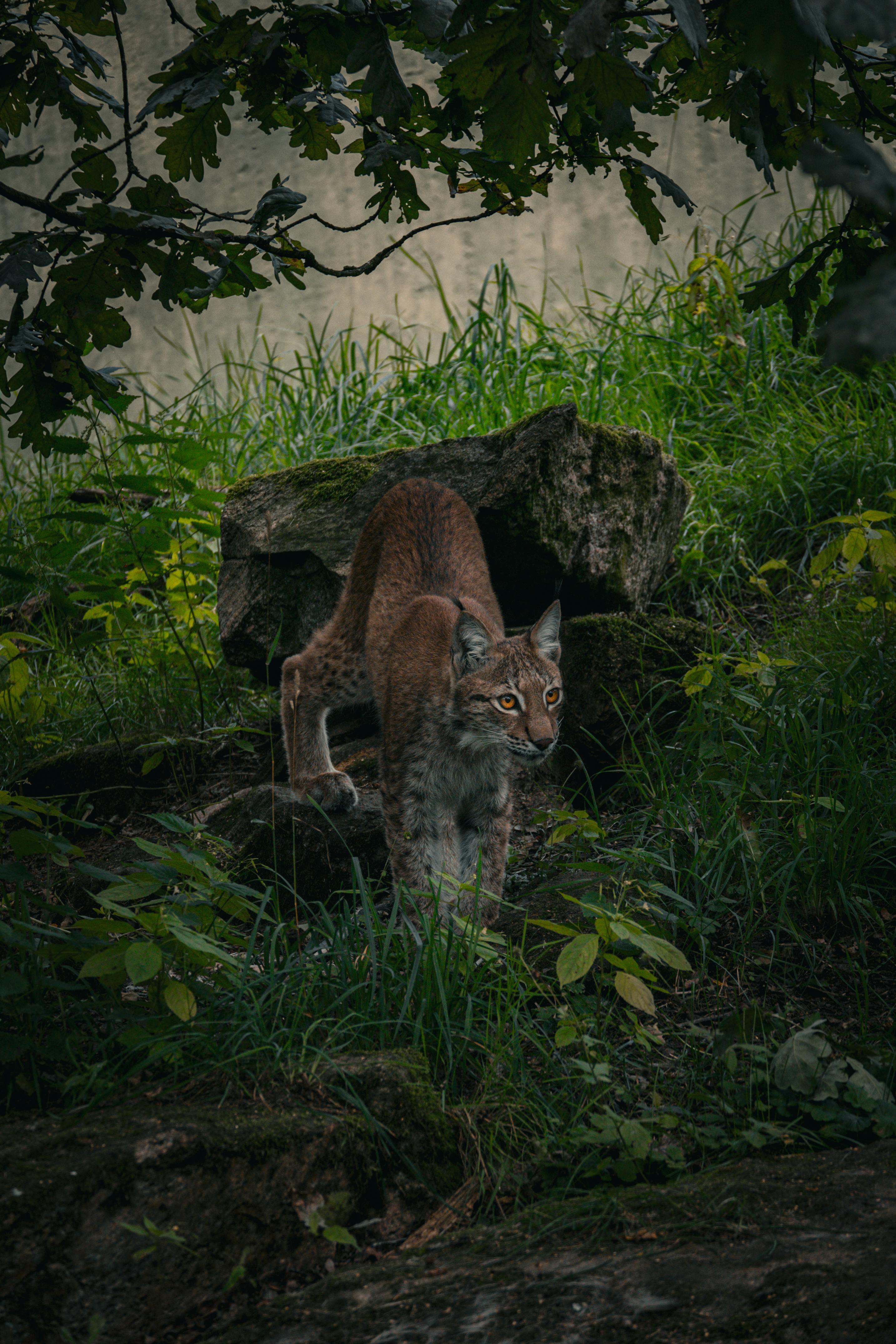 Lynx Stalking Through Forest Underbrush · Free Stock Photo