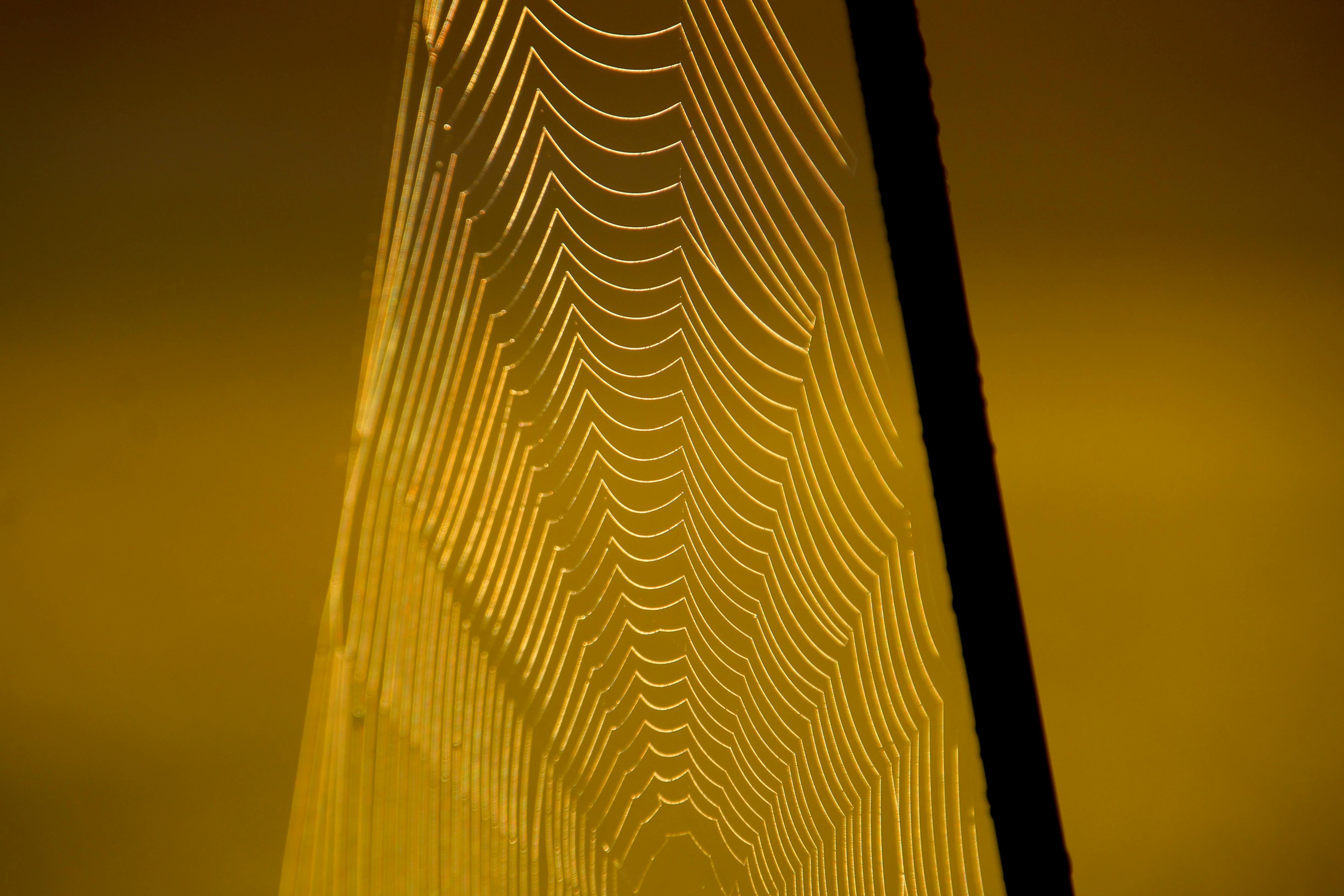 Golden Shine Lines Photos, Download The BEST Free Golden Shine Lines ...