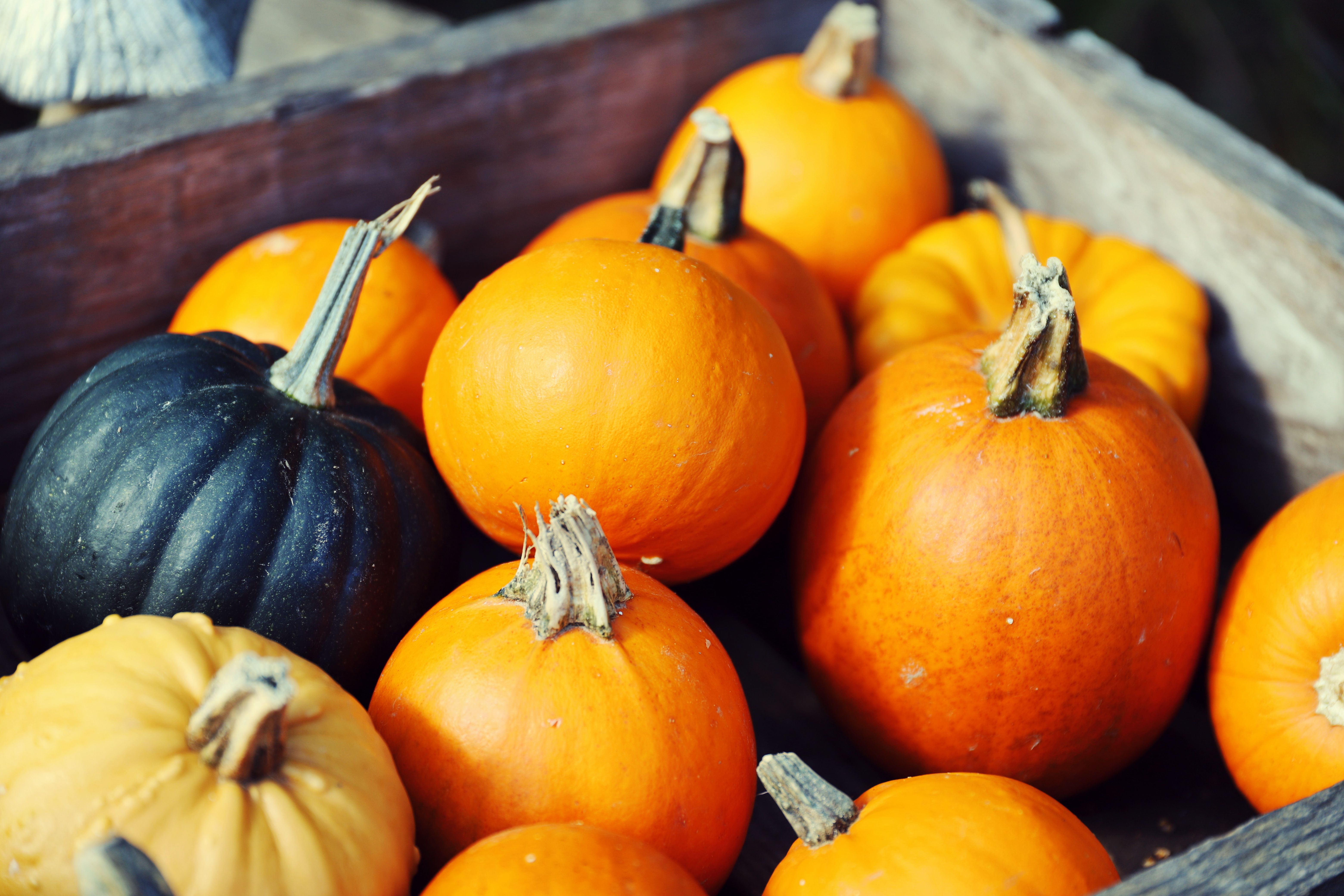 Fresh Autumn Harvest of Mixed Pumpkins · Free Stock Photo