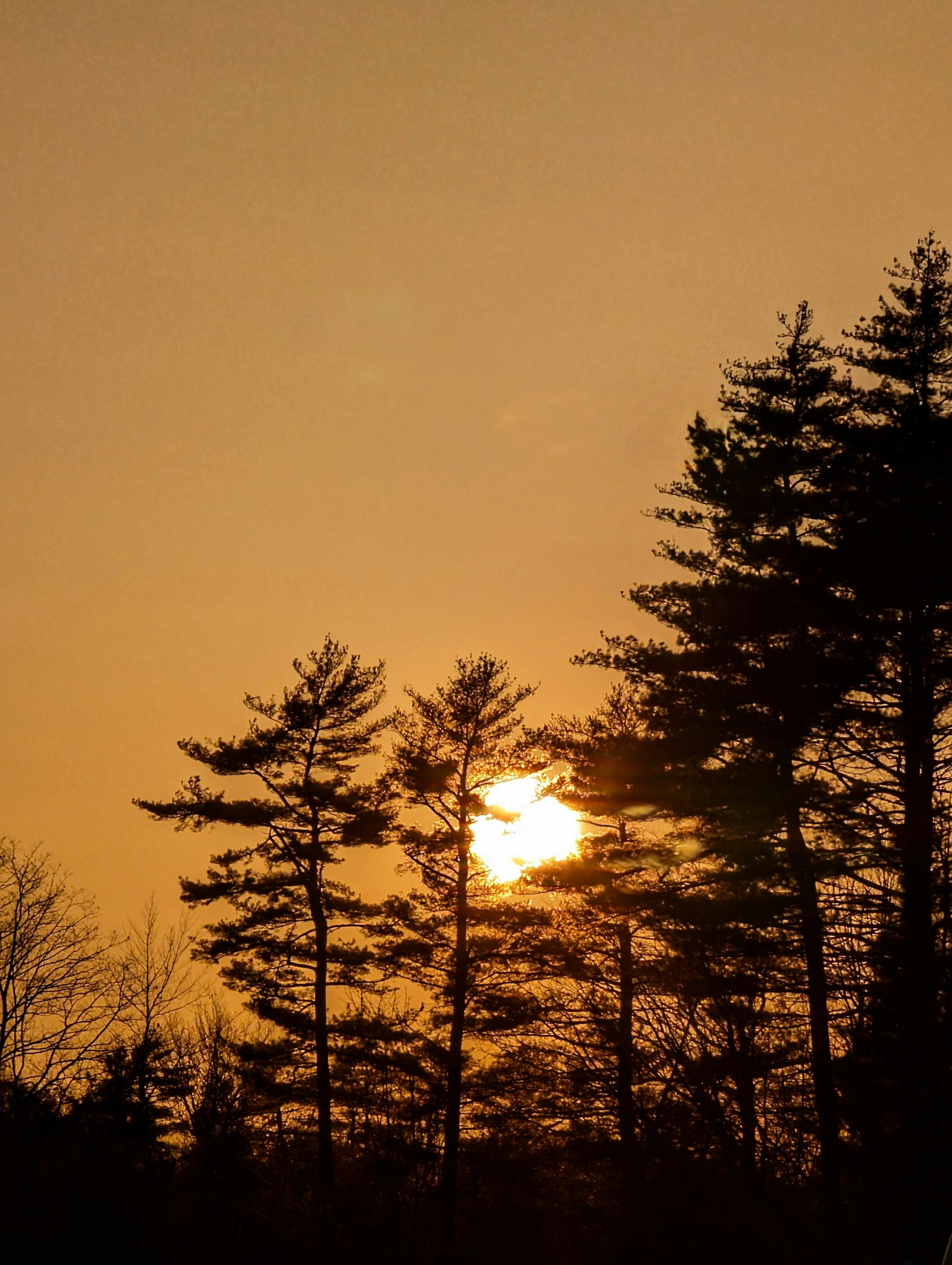 Golden Sunset Through Pine Trees · Free Stock Photo