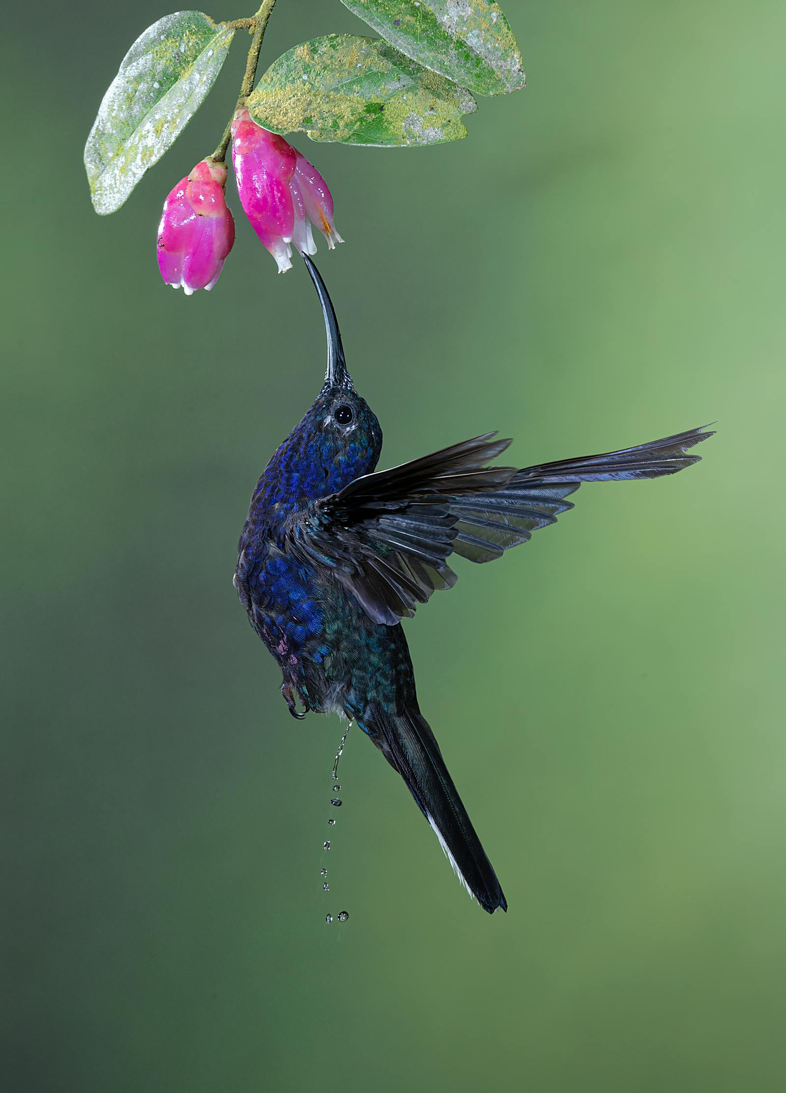 Costa Hummingbird Photos, Download The BEST Free Costa Hummingbird ...