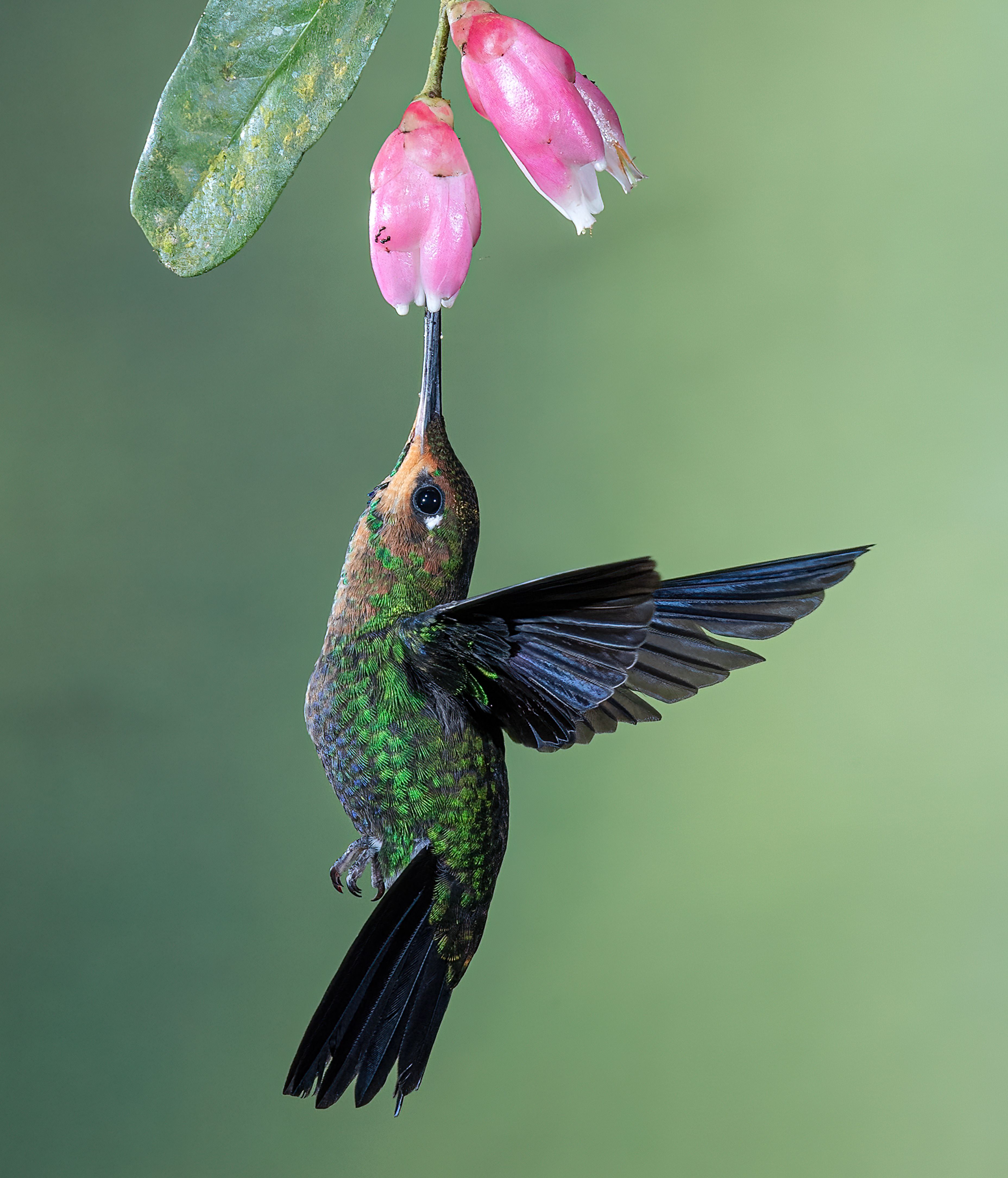 Colibrí Alimentándose De Una Flor Rosa En El Aire · Foto de stock gratuita